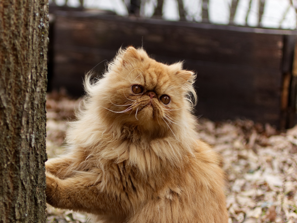 Cute Wallpaper Of Parshian Cats - 1024x768 Wallpaper - teahub.io