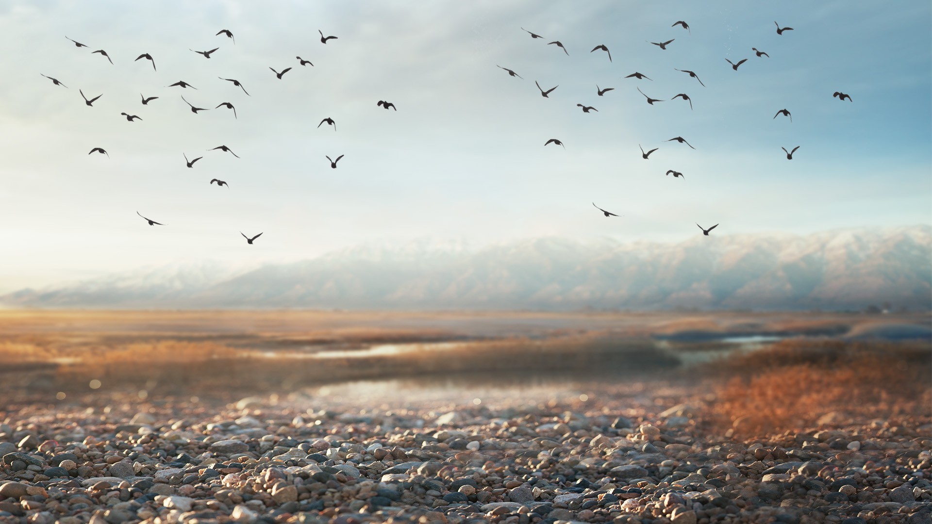Flock - 1920x1080 Wallpaper - teahub.io