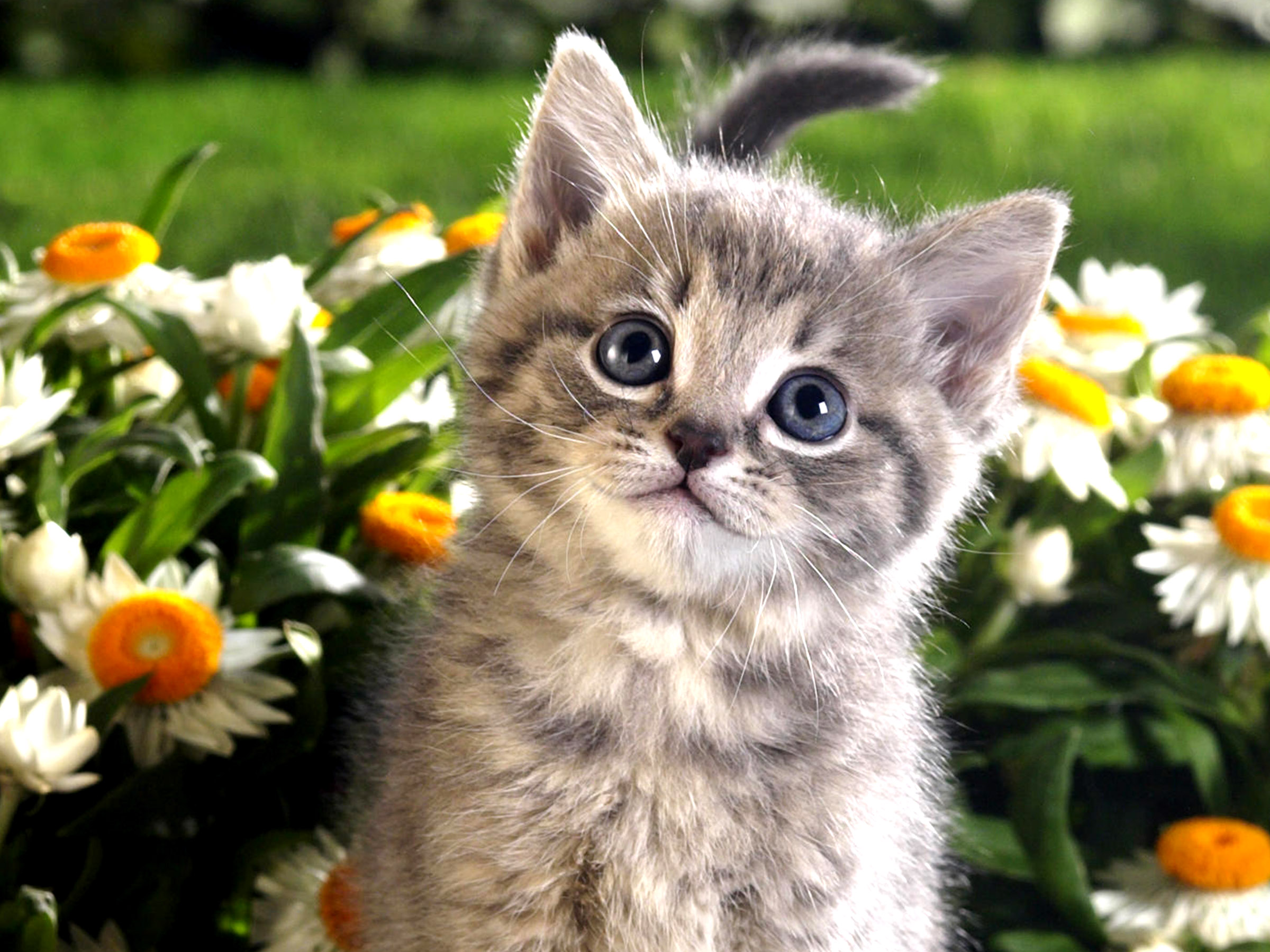 Cute Kitten High Resolution - 2400x1800 Wallpaper - teahub.io