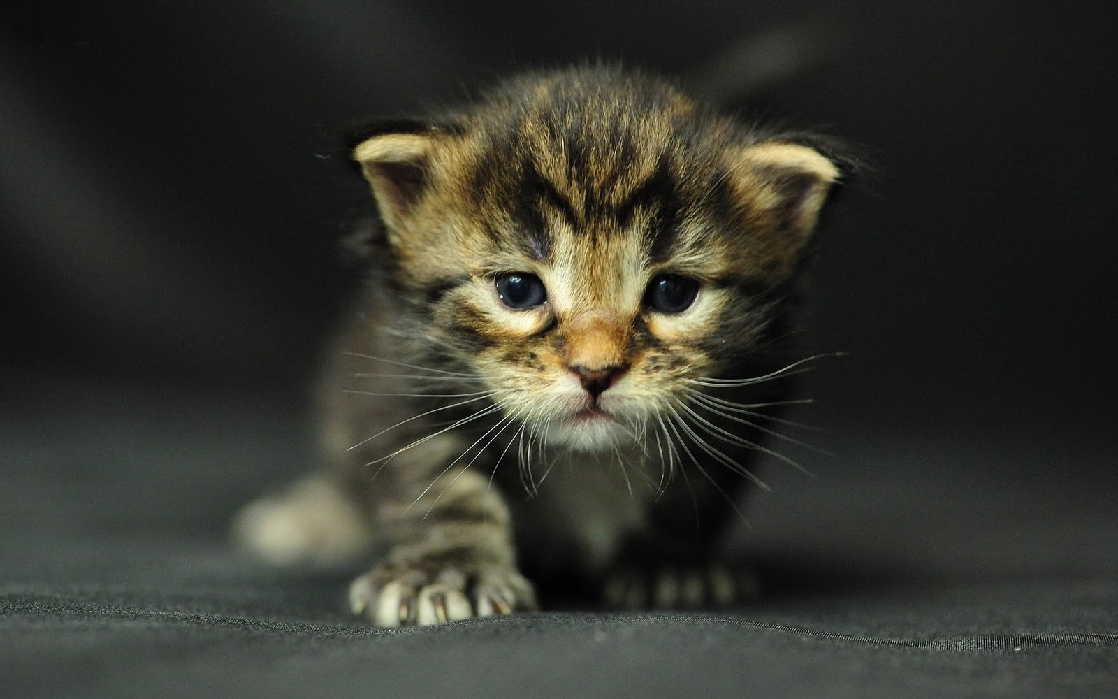 36 - Kitten - 1600x1000 Wallpaper - teahub.io