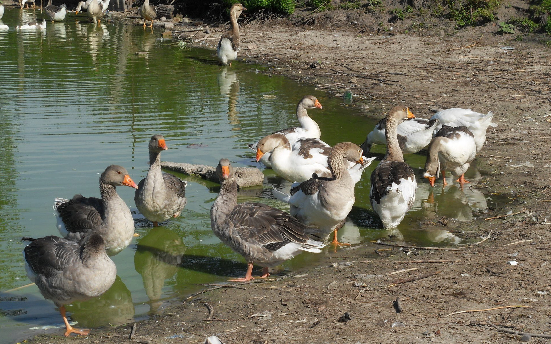 High Resolution Goose Hd Wallpaper Id - Duck - 1920x1200 Wallpaper ...