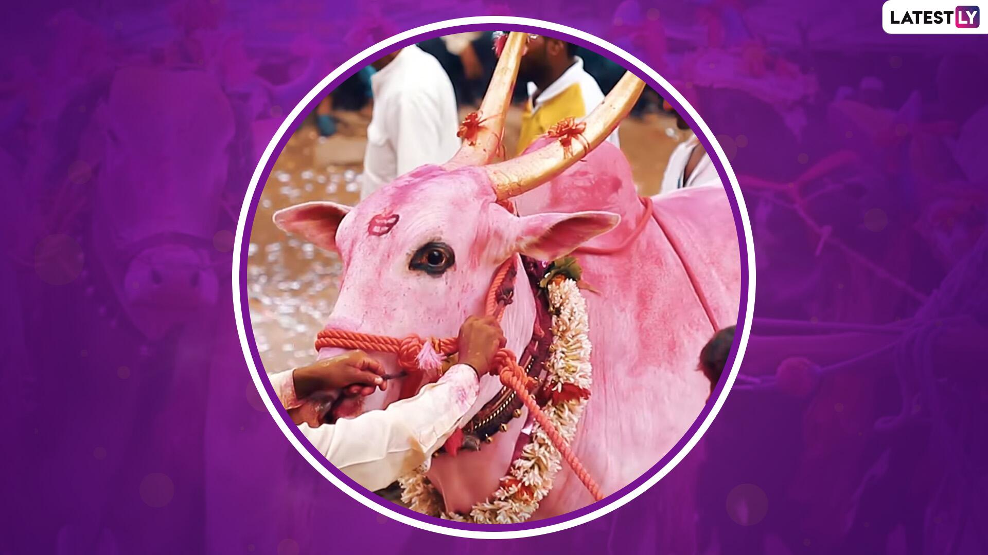 Bail Pola Images Hd - 1920x1080 Wallpaper - teahub.io