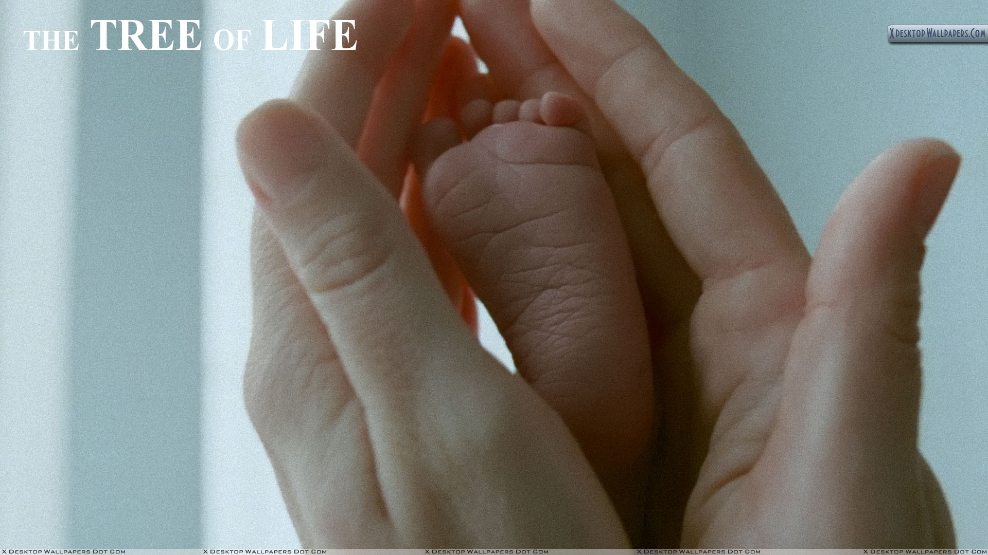 Tree Of Life Movie Scene - 1920x1080 Wallpaper - teahub.io