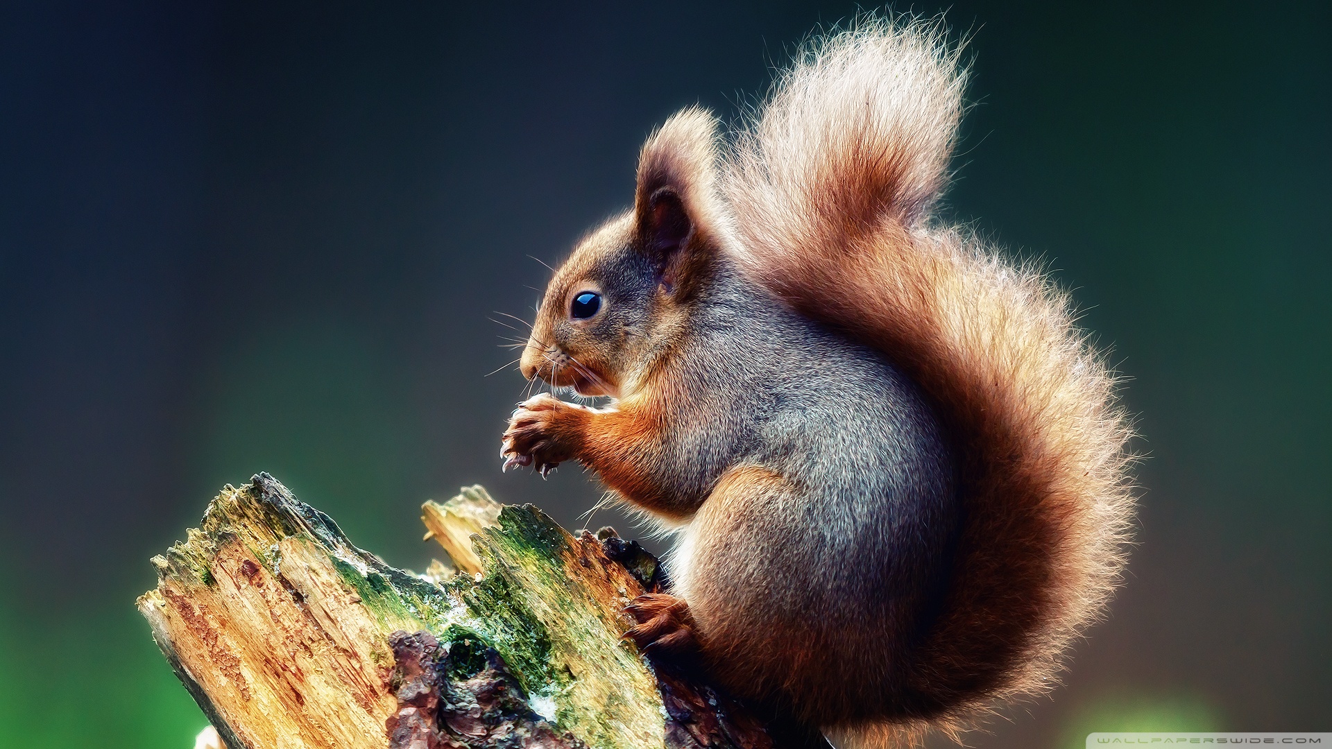 Beautiful Squirrel - 1920x1080 Wallpaper - teahub.io