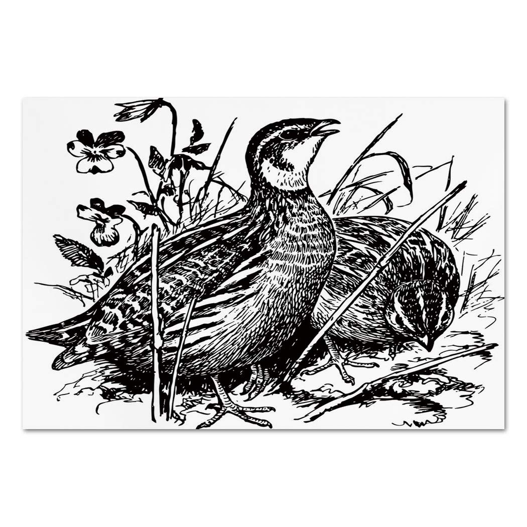 Piciformes - 1050x1050 Wallpaper - teahub.io