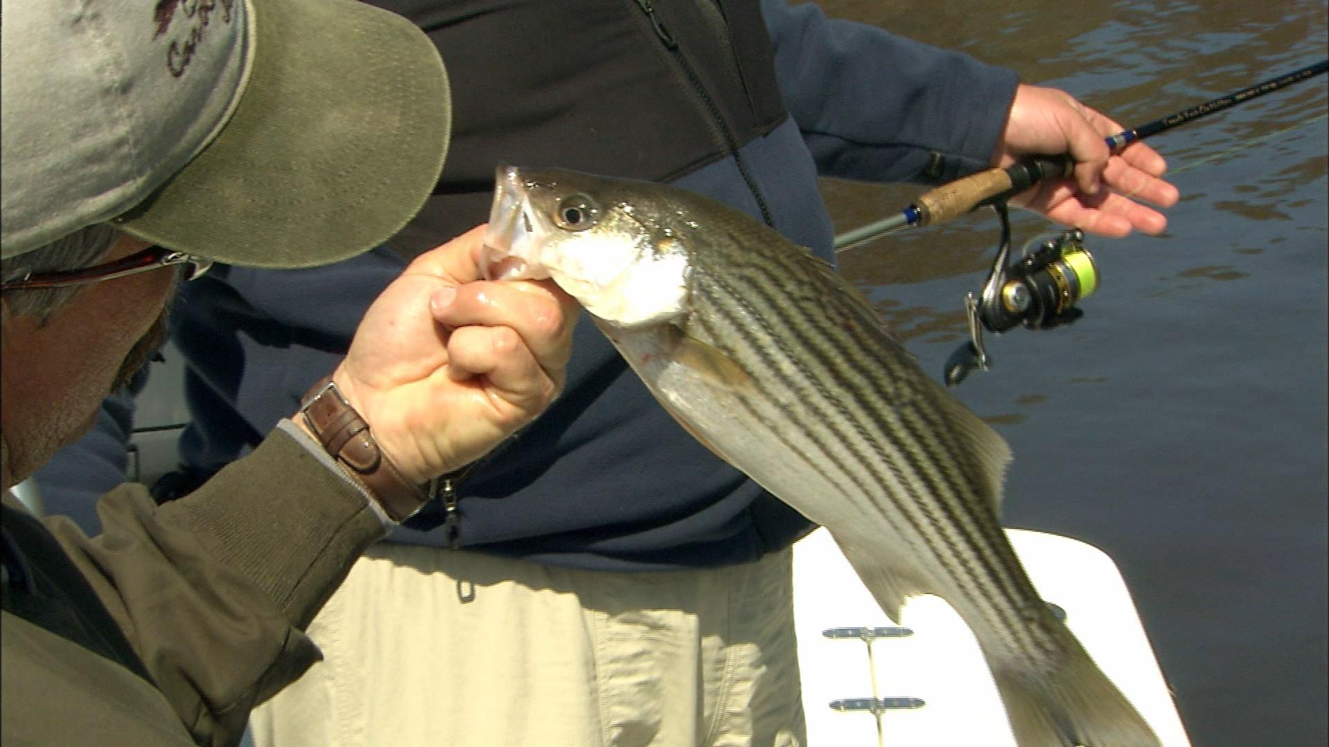 Jigging - 1920x1080 Wallpaper - teahub.io