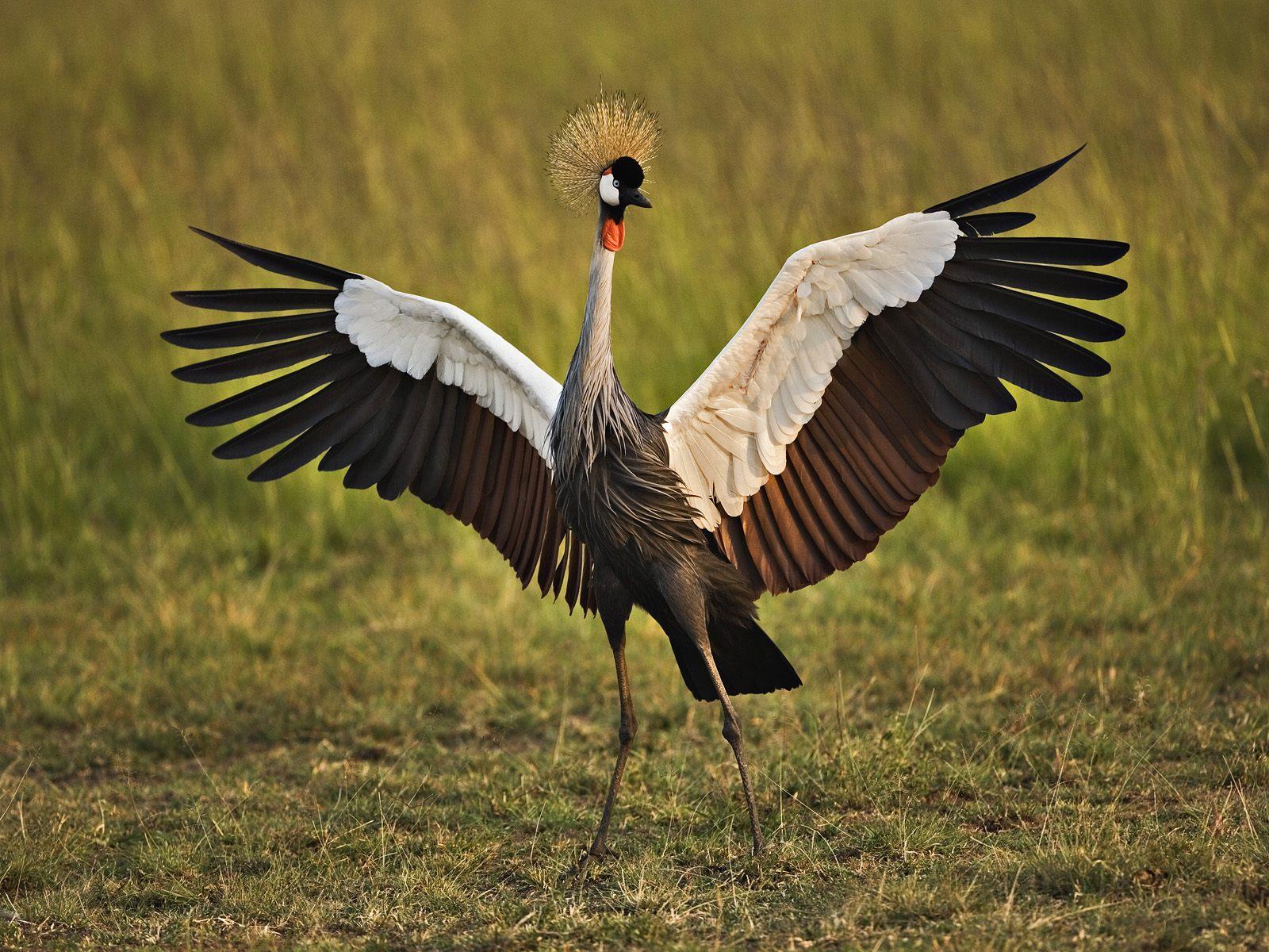 Grey Crowned Crane Wings Spread - 1600x1200 Wallpaper - teahub.io