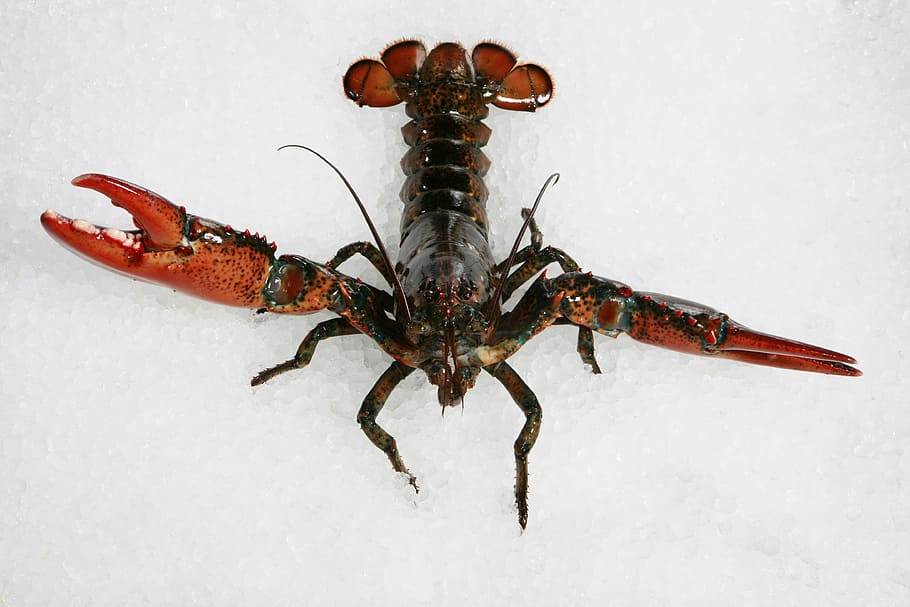 Brown Lobster On Ice, Black, Seafood, Fish, Animals, - Hummer Skaldyr ...