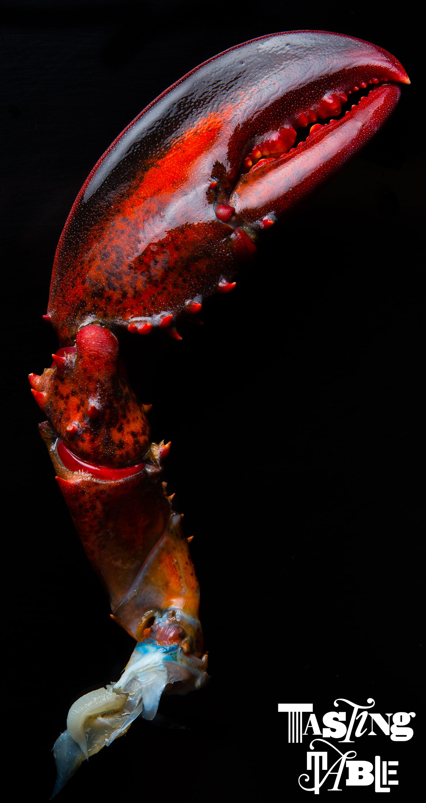 Common Yabby - 1412x2662 Wallpaper - teahub.io