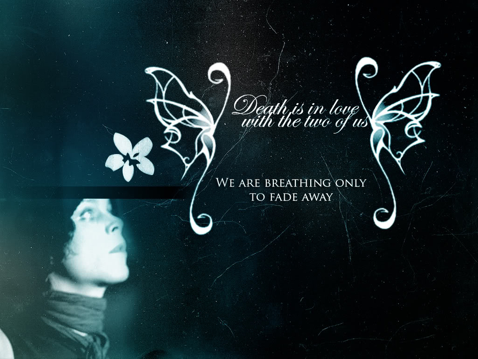 Jasmine - 960x720 Wallpaper - teahub.io