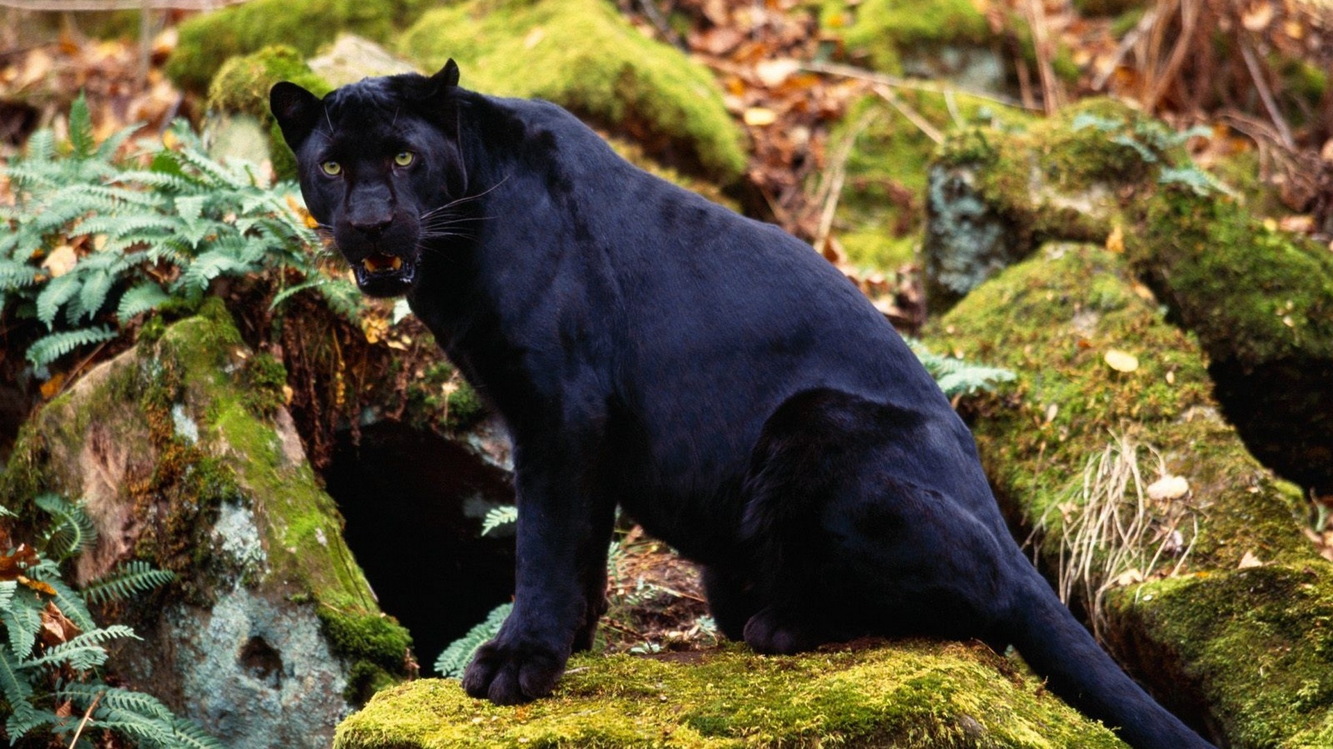 Black Leopard - 1920x1080 Wallpaper - teahub.io