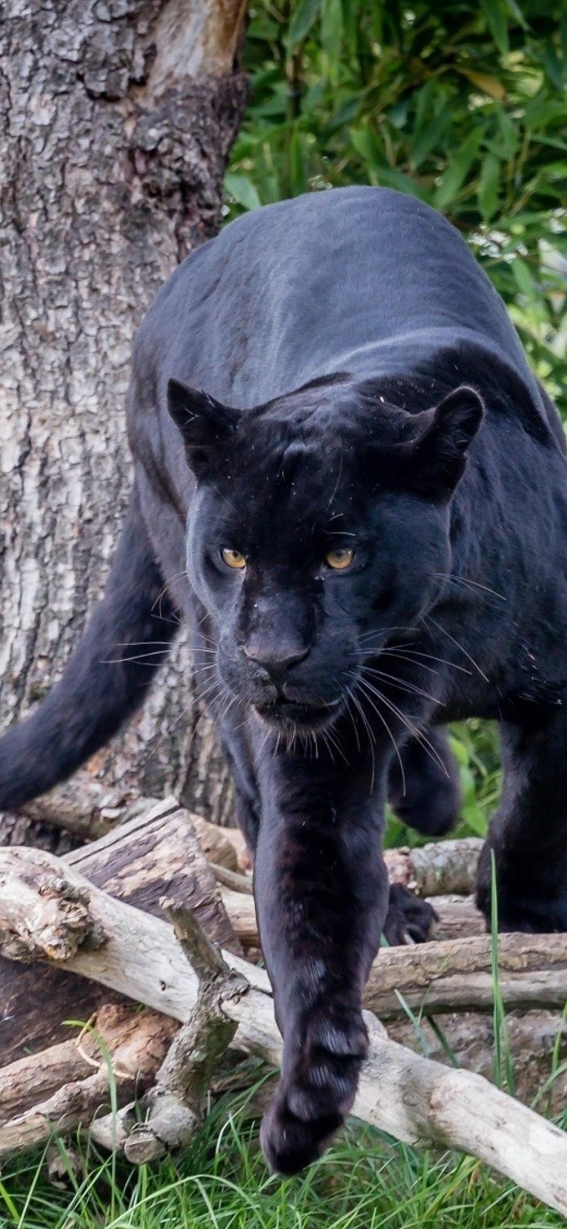 Download Pantherhd - Teahub.io