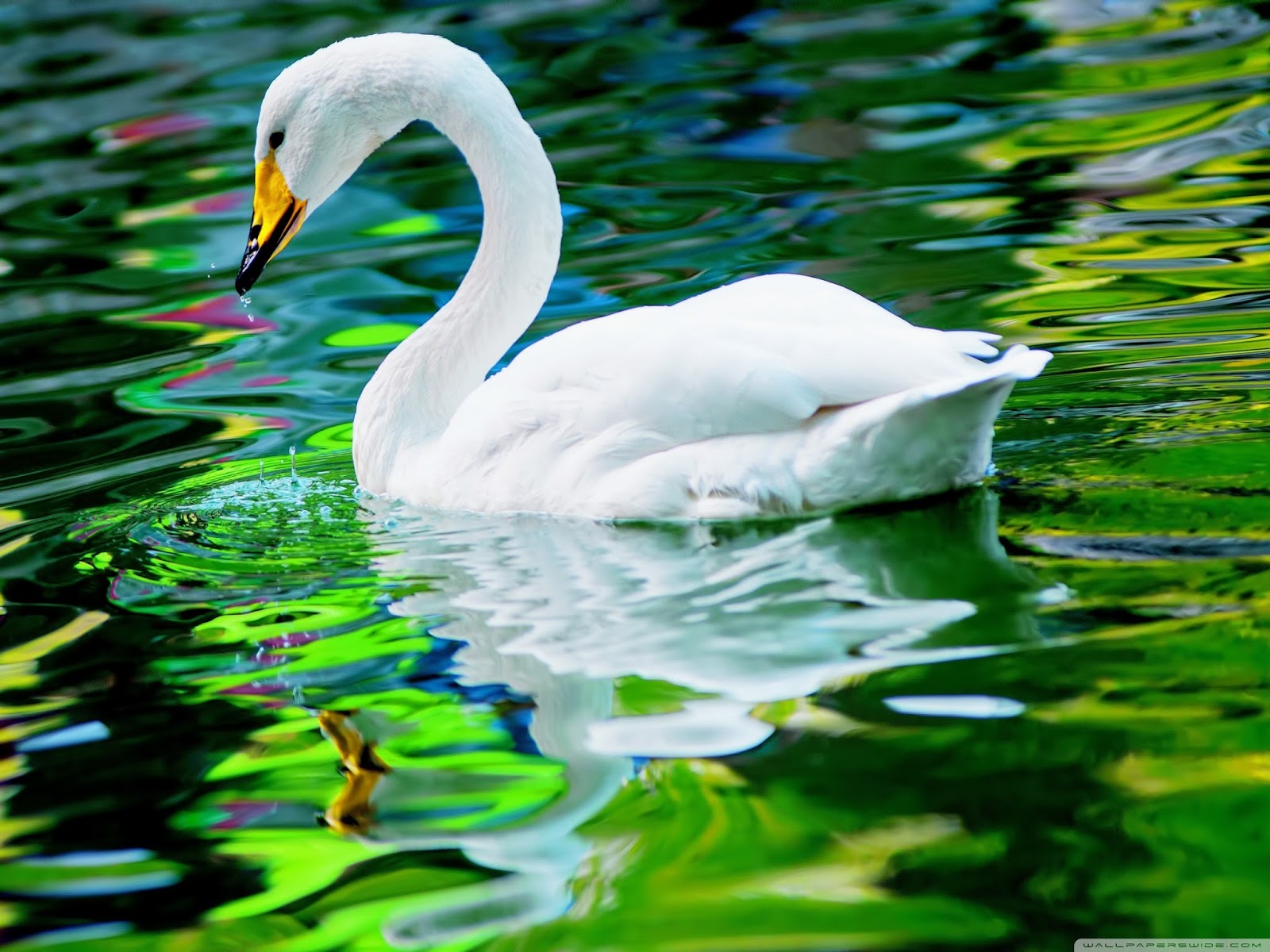 Beautiful Birds In Water - 1600x1200 Wallpaper - teahub.io