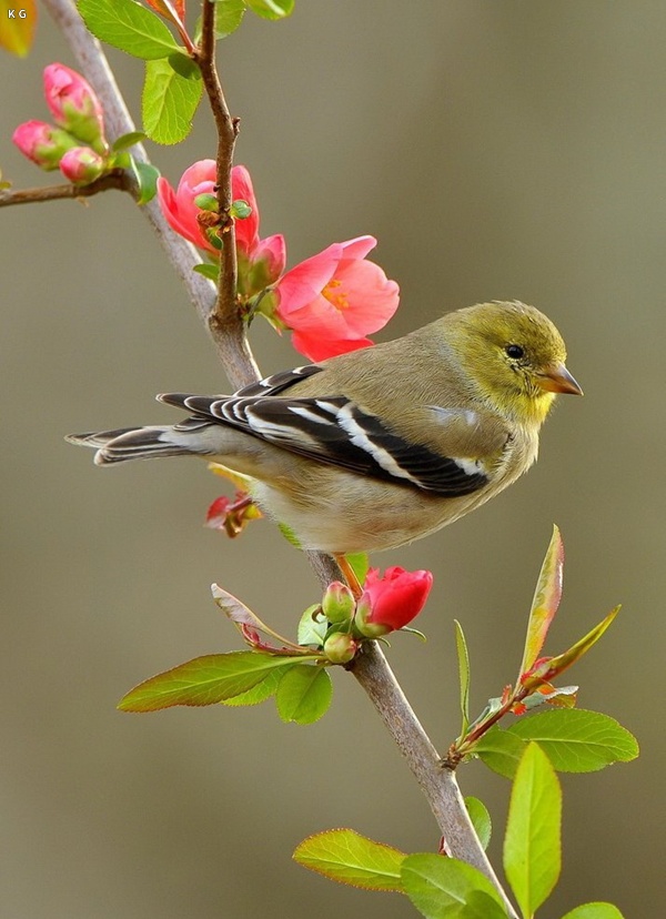 Download Birds And Flowers Bird Wallpaper - Flower Beautiful Bird ...