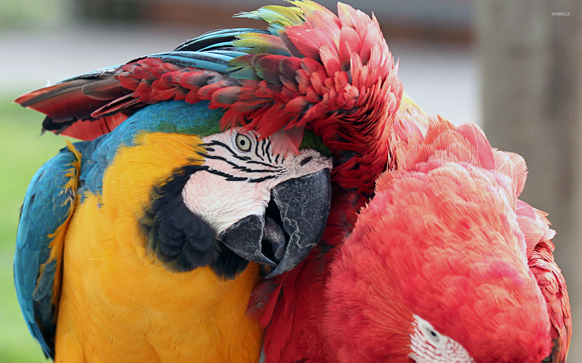 4k Wallpaper Macaw Parrots - 1920x1200 Wallpaper - teahub.io