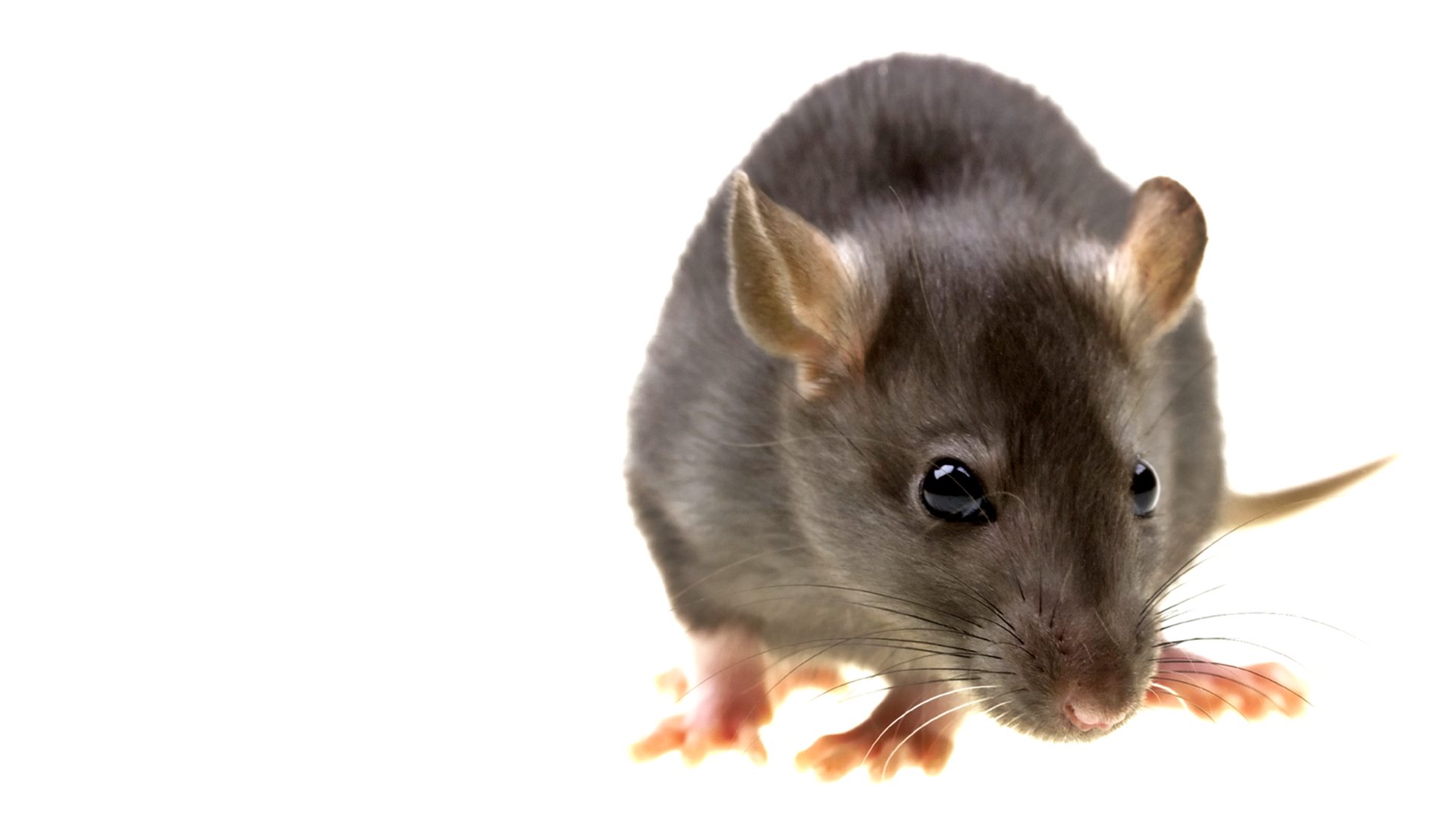 Rat - 1920x1080 Wallpaper - teahub.io