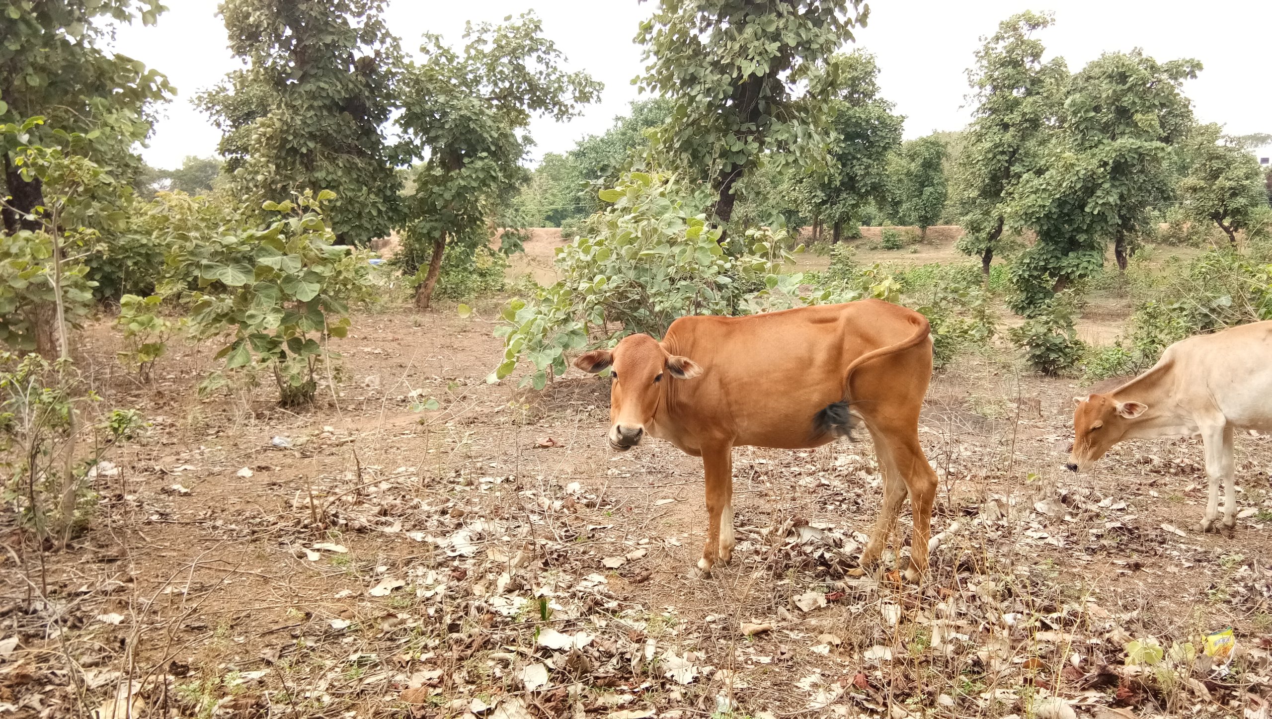 Indian Jungle Images Hd - 2560x1447 Wallpaper - teahub.io