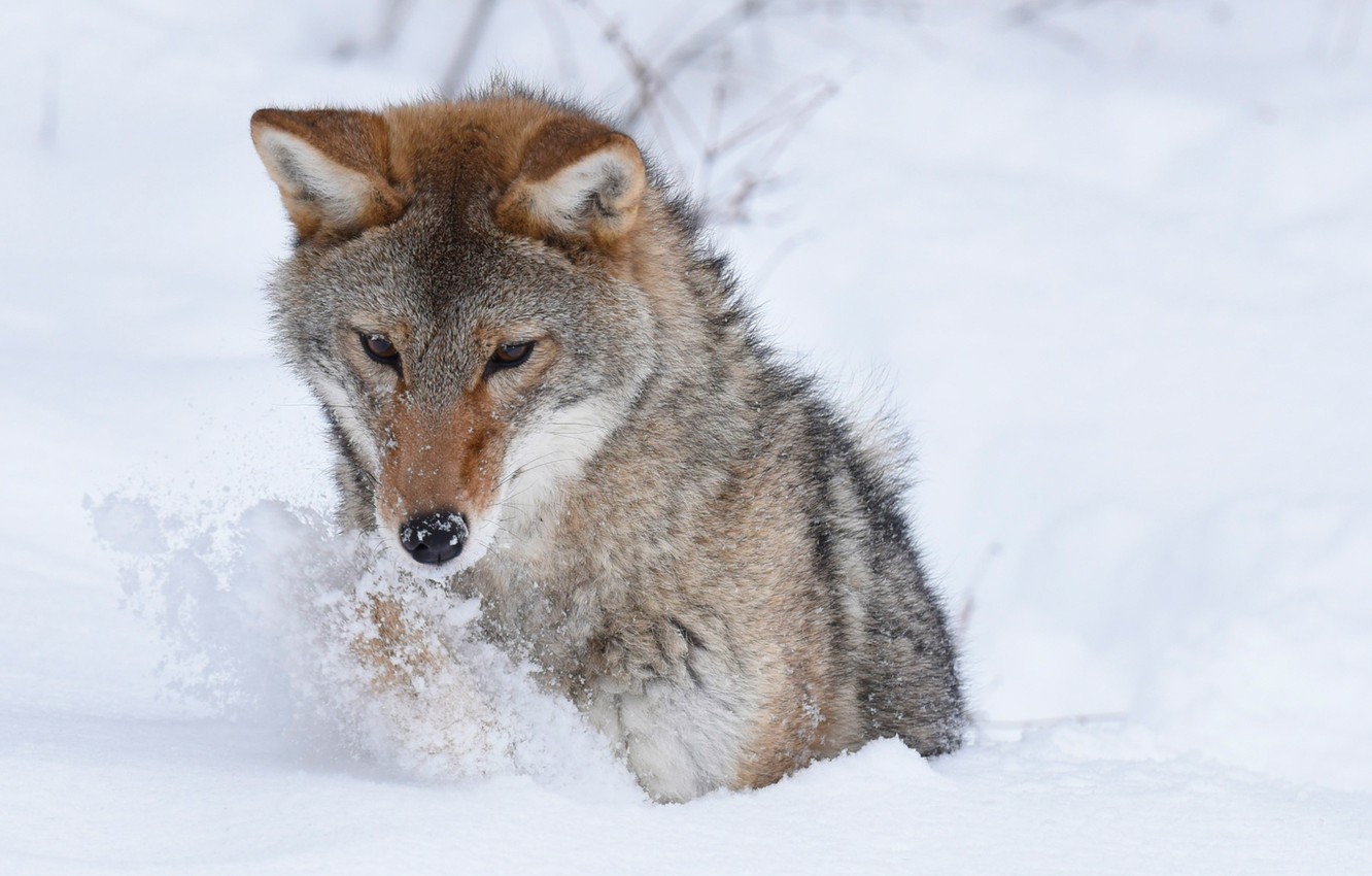 Photo Wallpaper Winter, Snow, Predator, Coyote - Coyote - 1332x850 ...