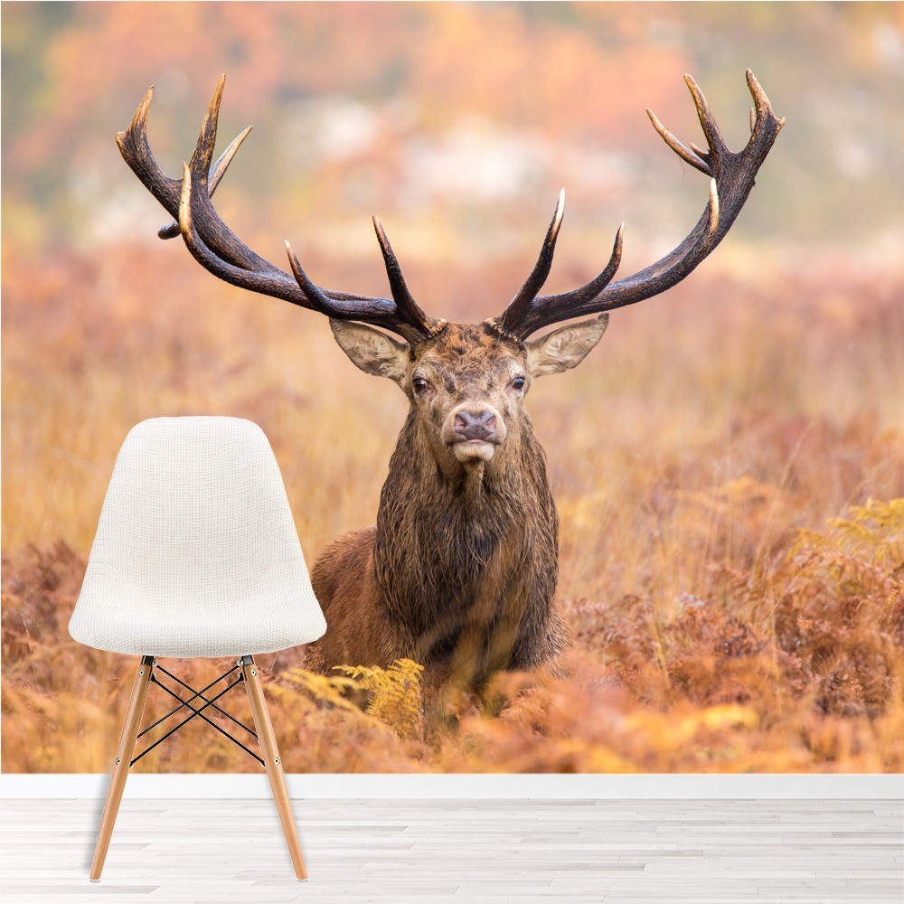 Red Stag Poland - 1000x1000 Wallpaper - teahub.io