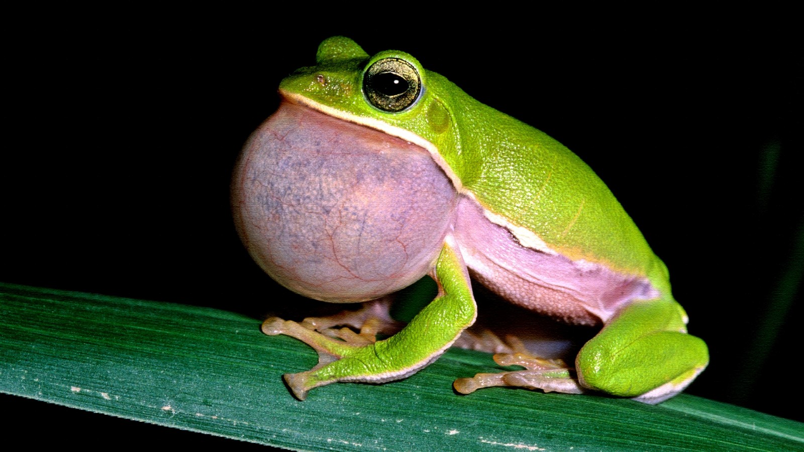 Frogs Breathing Through Skin - 1600x900 Wallpaper - teahub.io