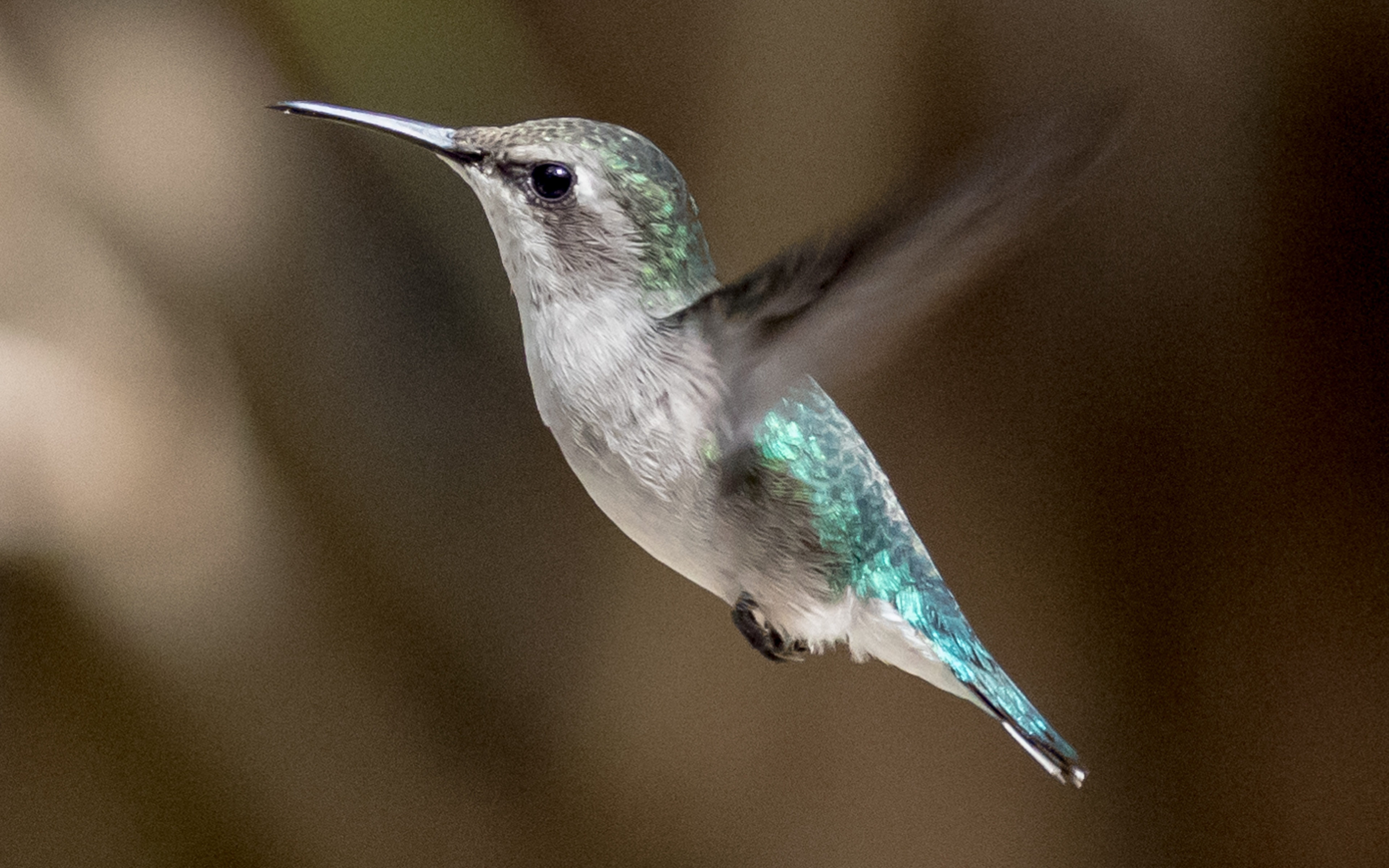Cuba Bird, Hummingbird, Flight, Close Up, Wallpaper - 3840x2400 ...