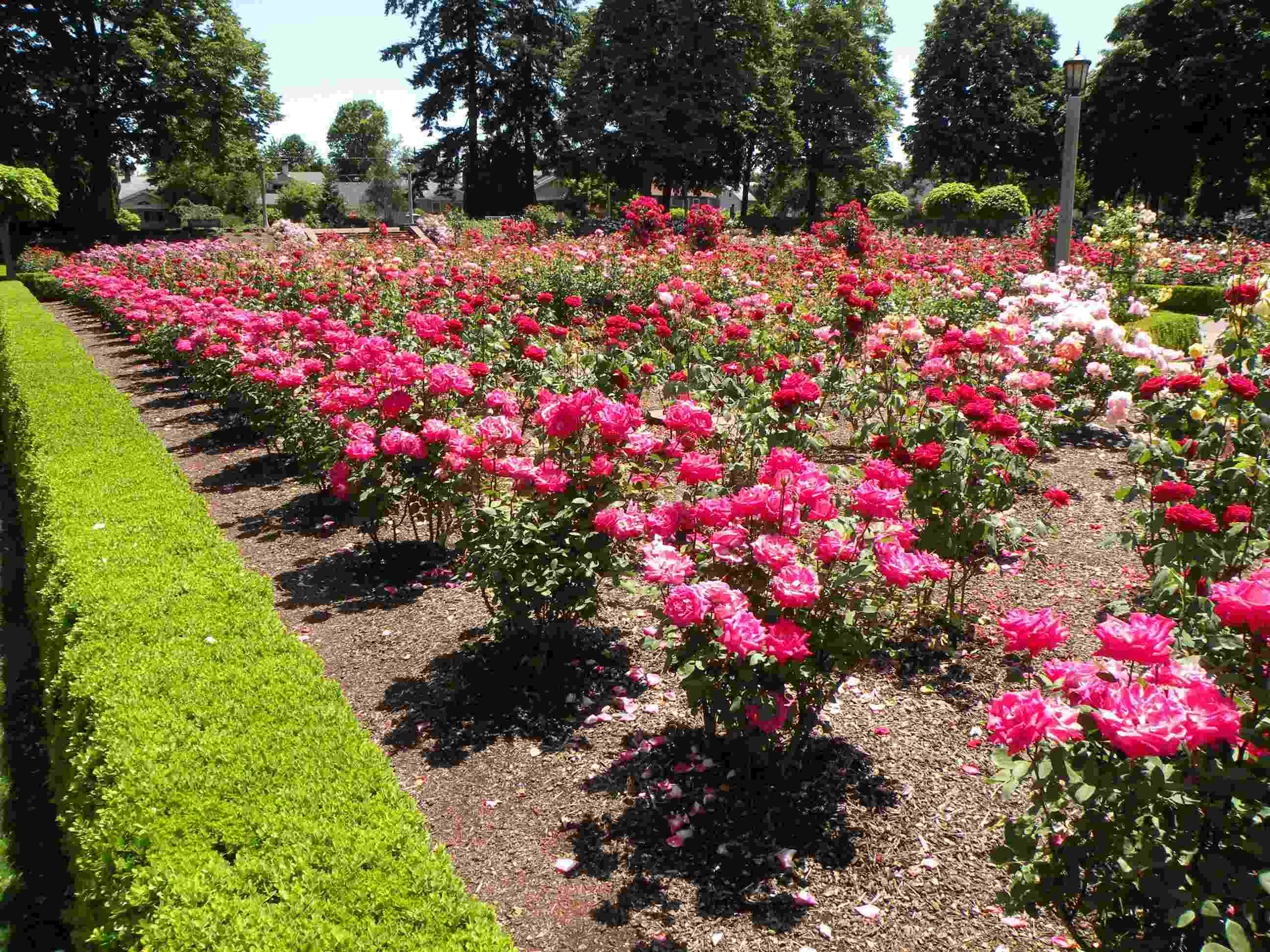 Rose Planted - 2592x1944 Wallpaper - teahub.io