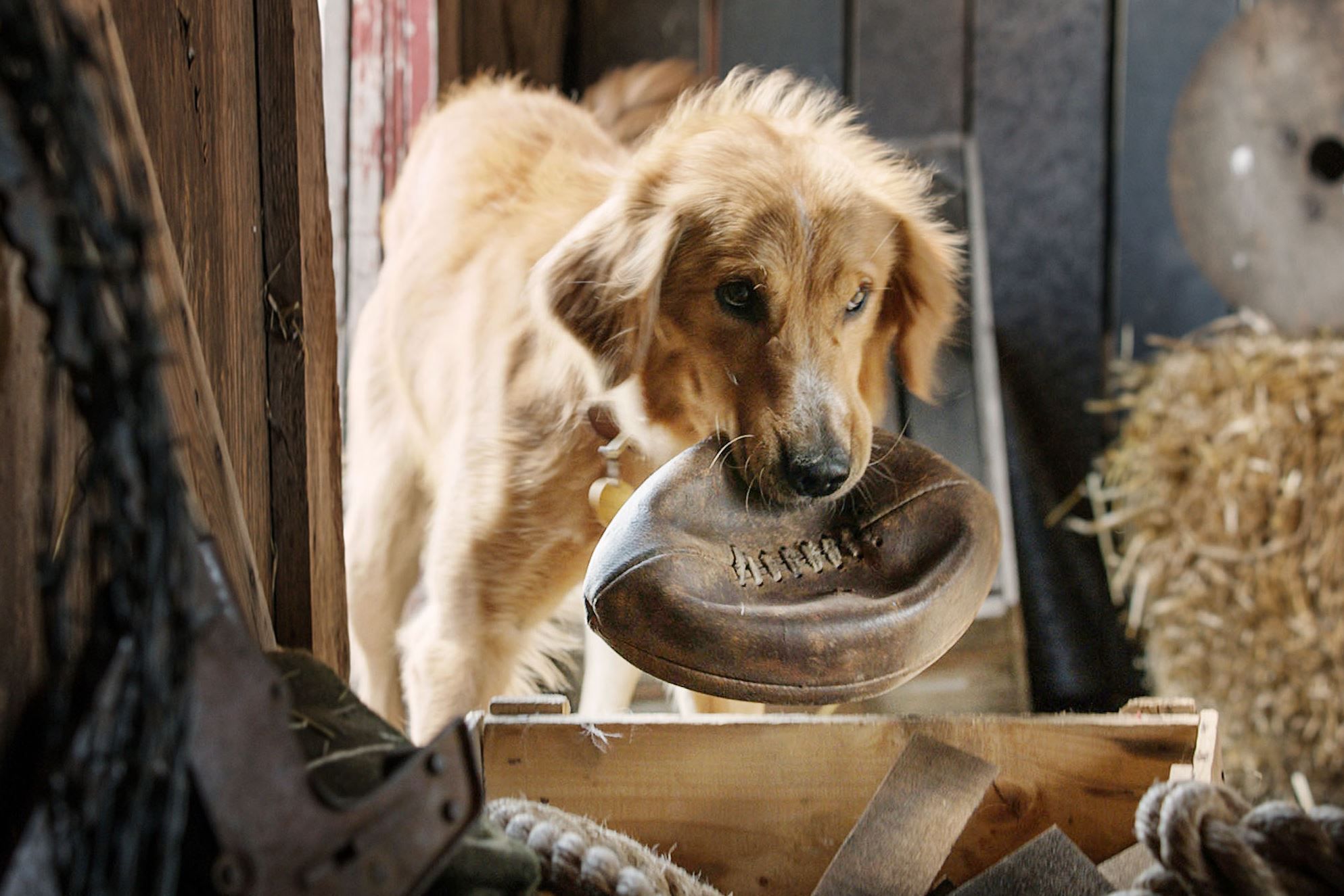 Bailey From A Dog's Purpose - 1987x1325 Wallpaper - teahub.io