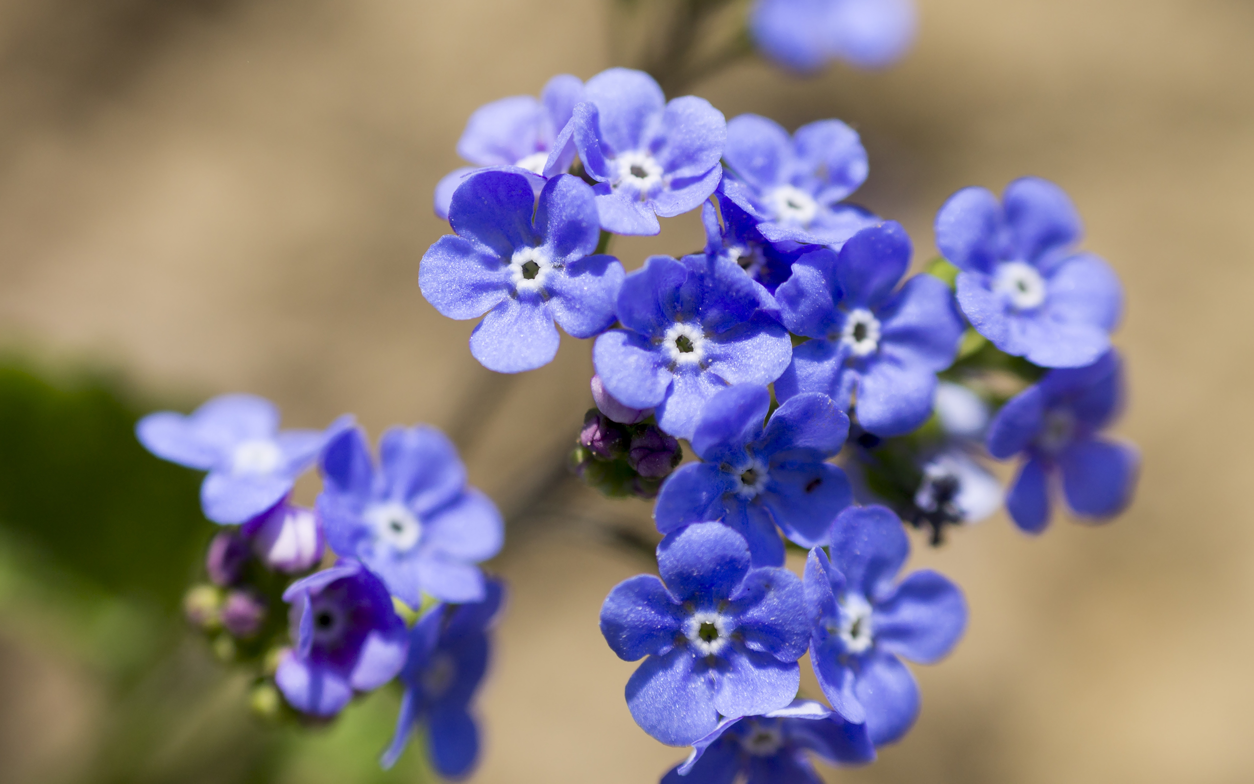 Alpine Forget-me-not - 2560x1600 Wallpaper - teahub.io