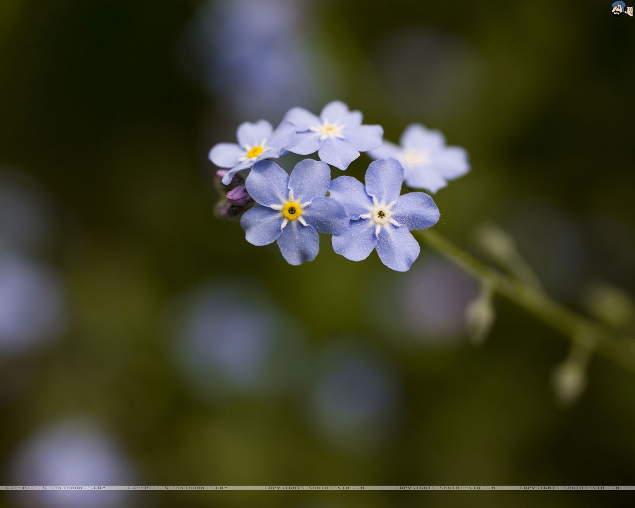 Forget Me Not - Wallpaper - 1280x1024 Wallpaper - teahub.io