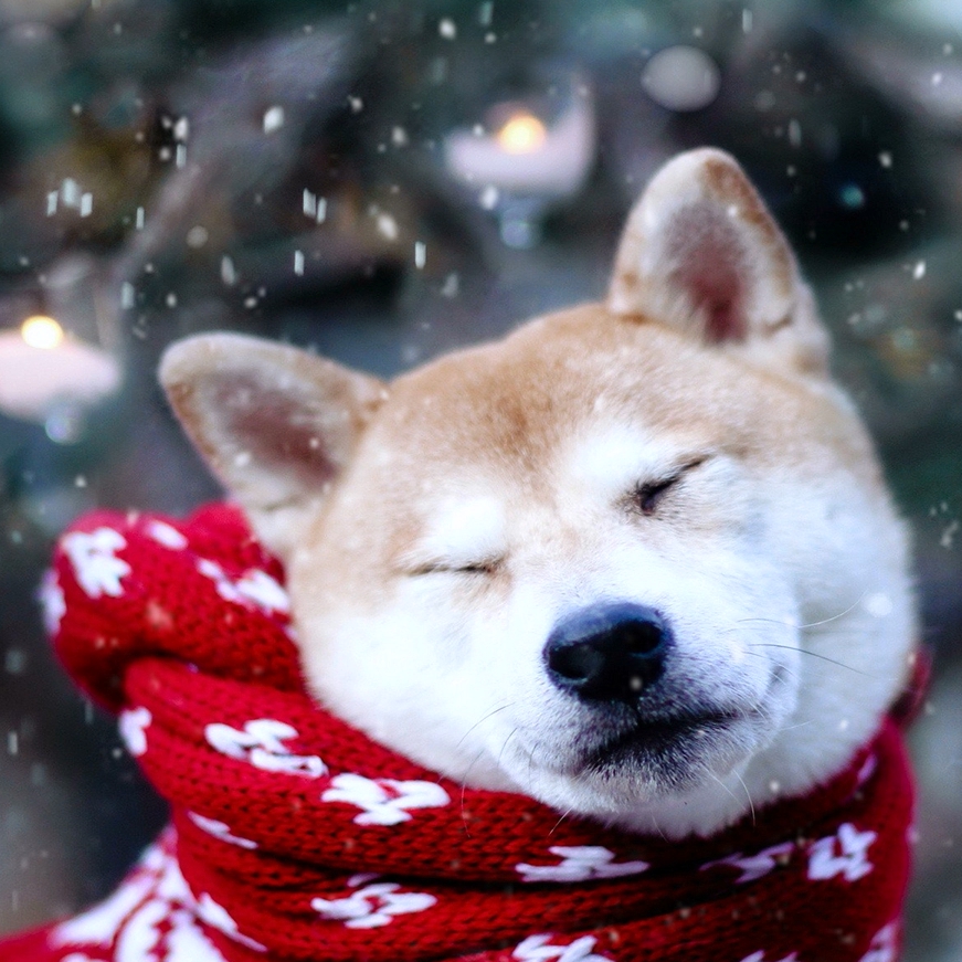 Shiba Inu Red Scarf - 871x871 Wallpaper - teahub.io