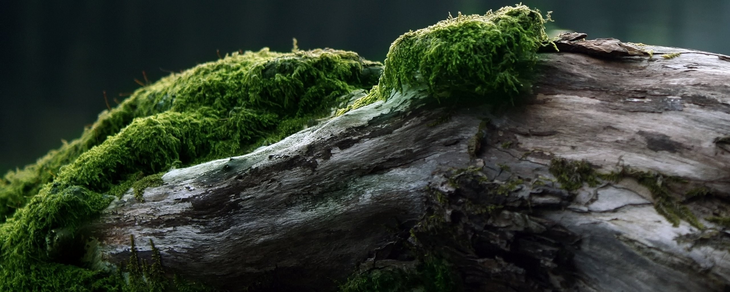 High Resolution Moss Wallpaper Hd - 2560x1024 Wallpaper - teahub.io