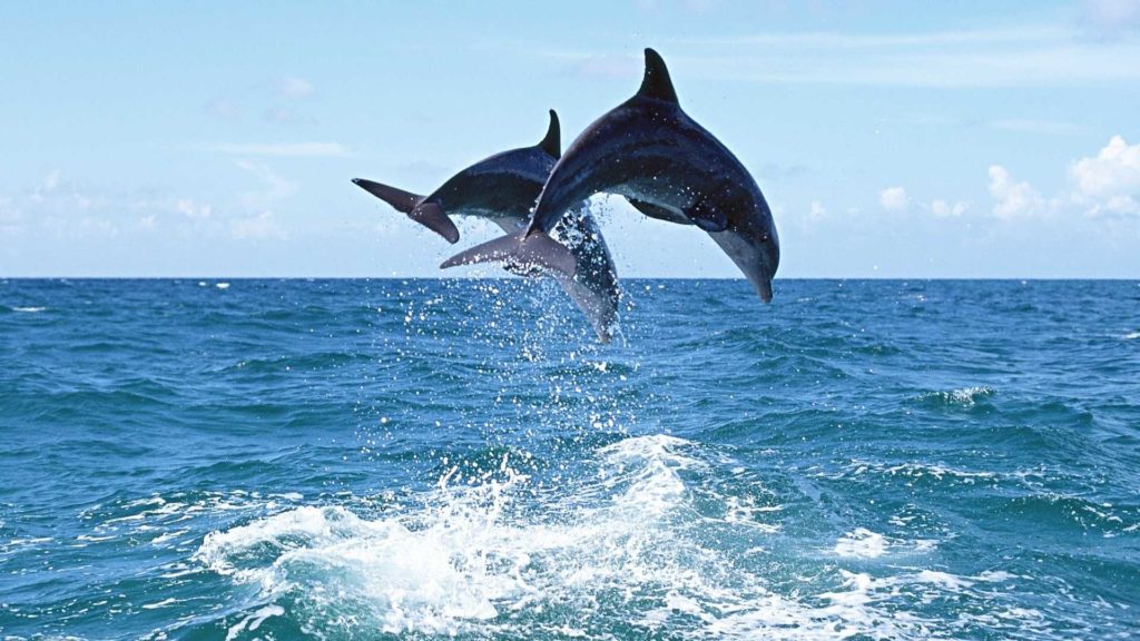 3d Dolphins Animated Wallpaper - Dolphin Ride In Tarkarli - 1024x576 ...