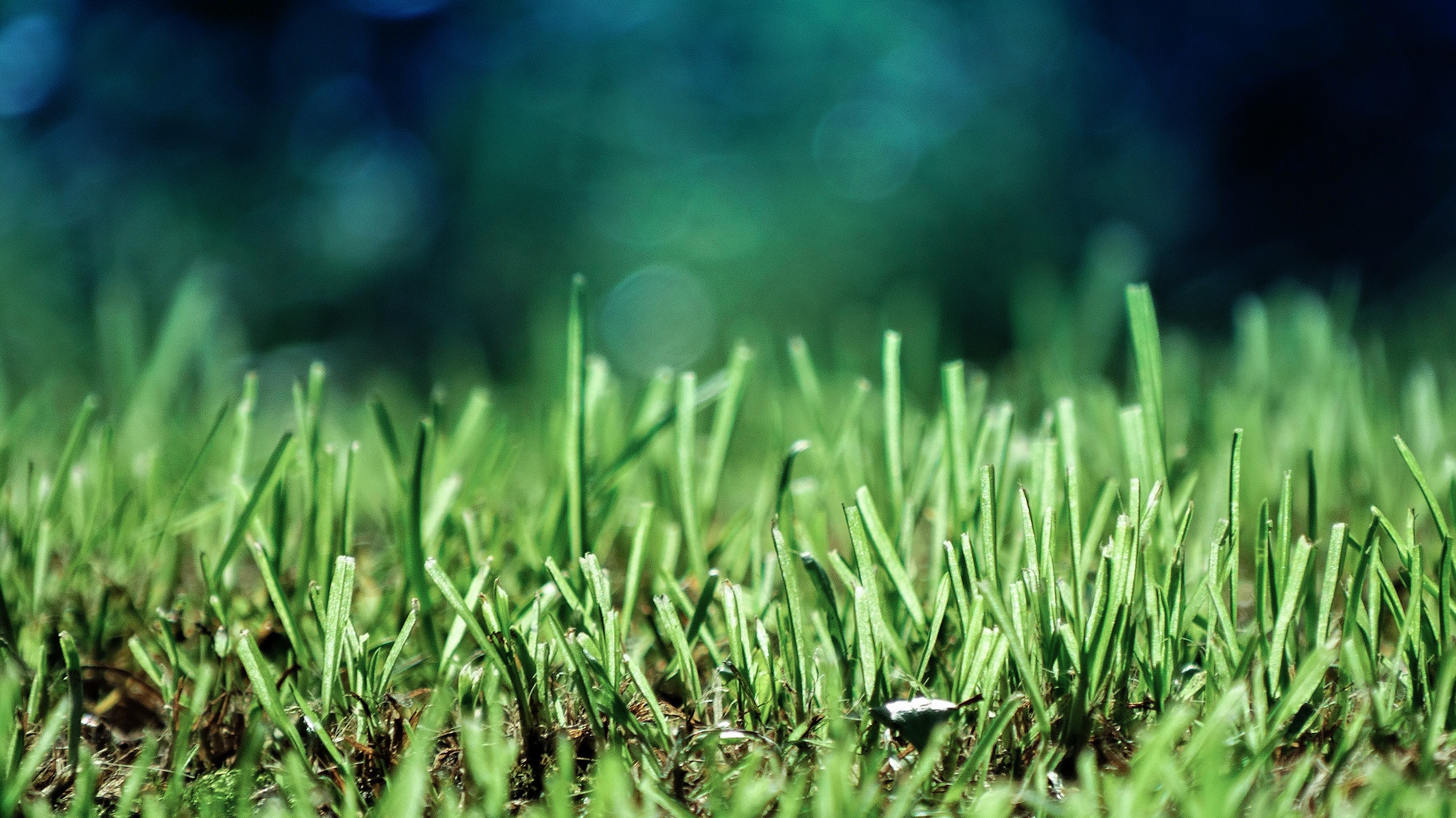 Green Ground Background Full Hd - 2560x1440 Wallpaper - teahub.io