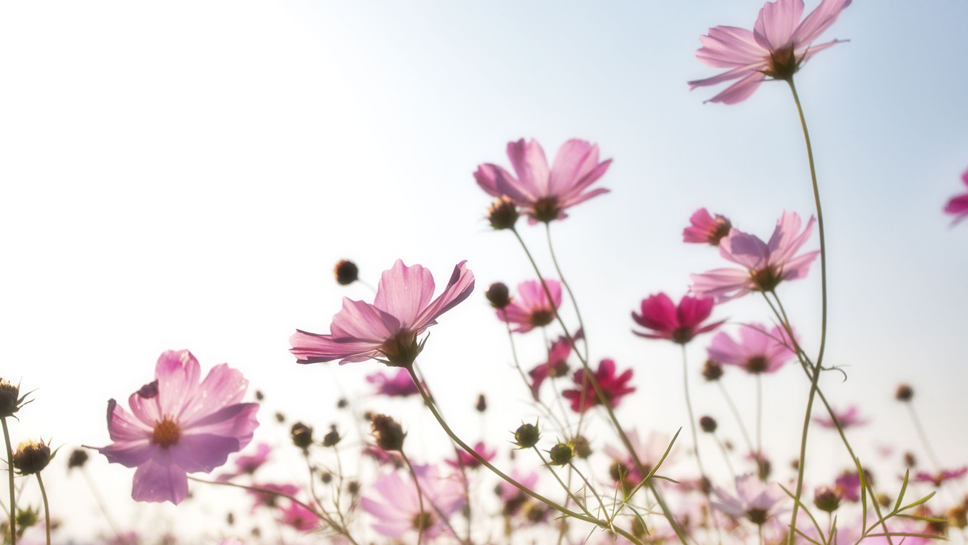 Pink Flower Field In Summer Season - 1920x1080 Wallpaper - teahub.io