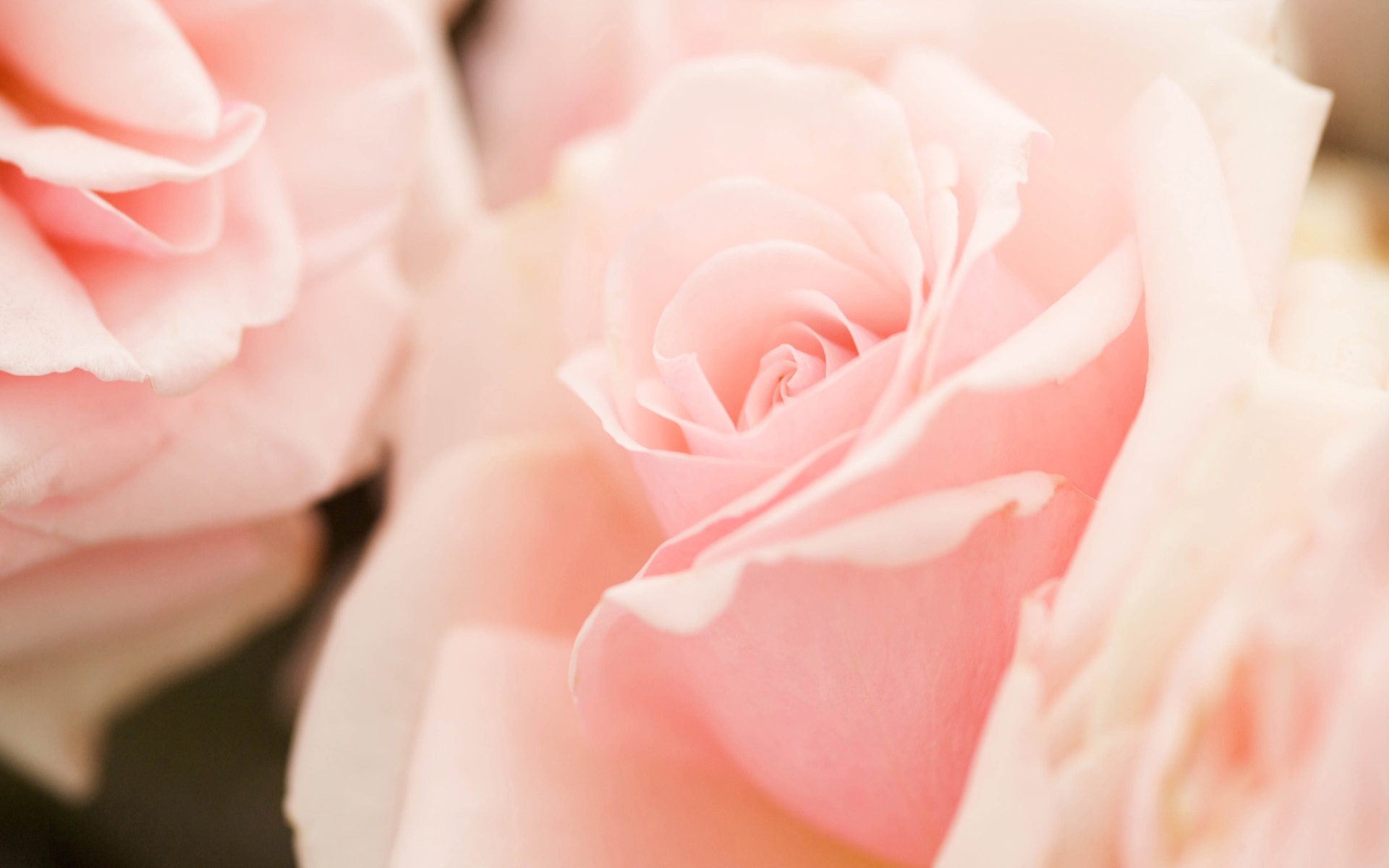 Light Pink Flower Background - 1920x1200 Wallpaper - teahub.io