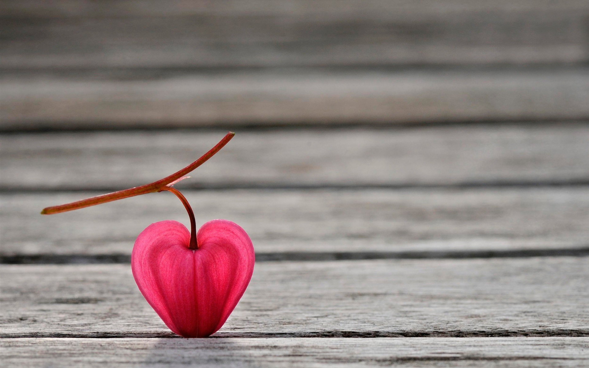 Interesting Subjects In Photography - 1920x1200 Wallpaper - teahub.io