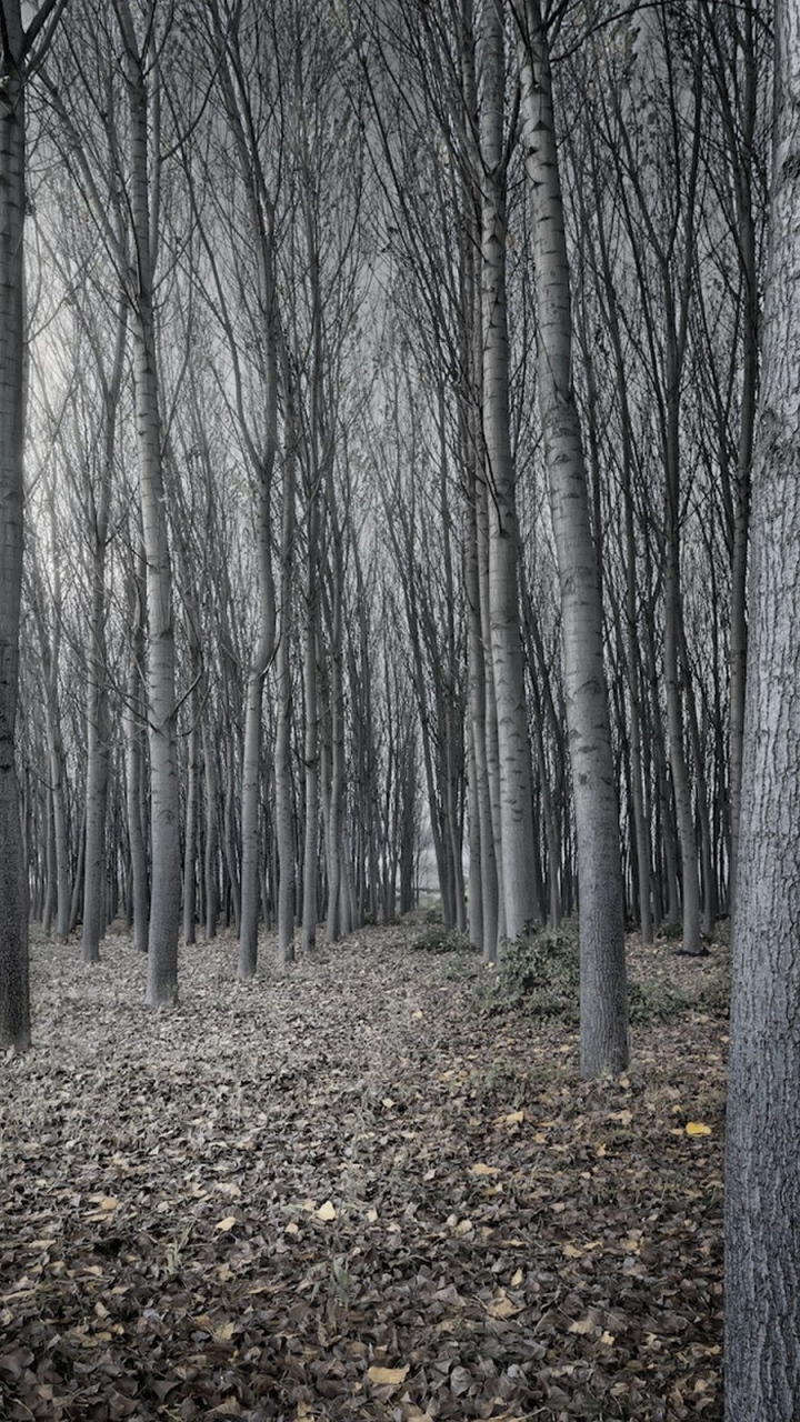 Samsung Galaxy E7 Wallpapers - Gray Autumn - 720x1280 Wallpaper - teahub.io