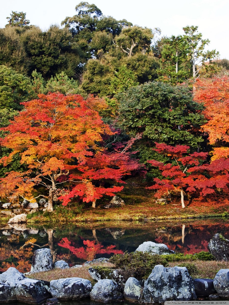 Tenryuji Temple Autumn - 768x1024 Wallpaper - teahub.io