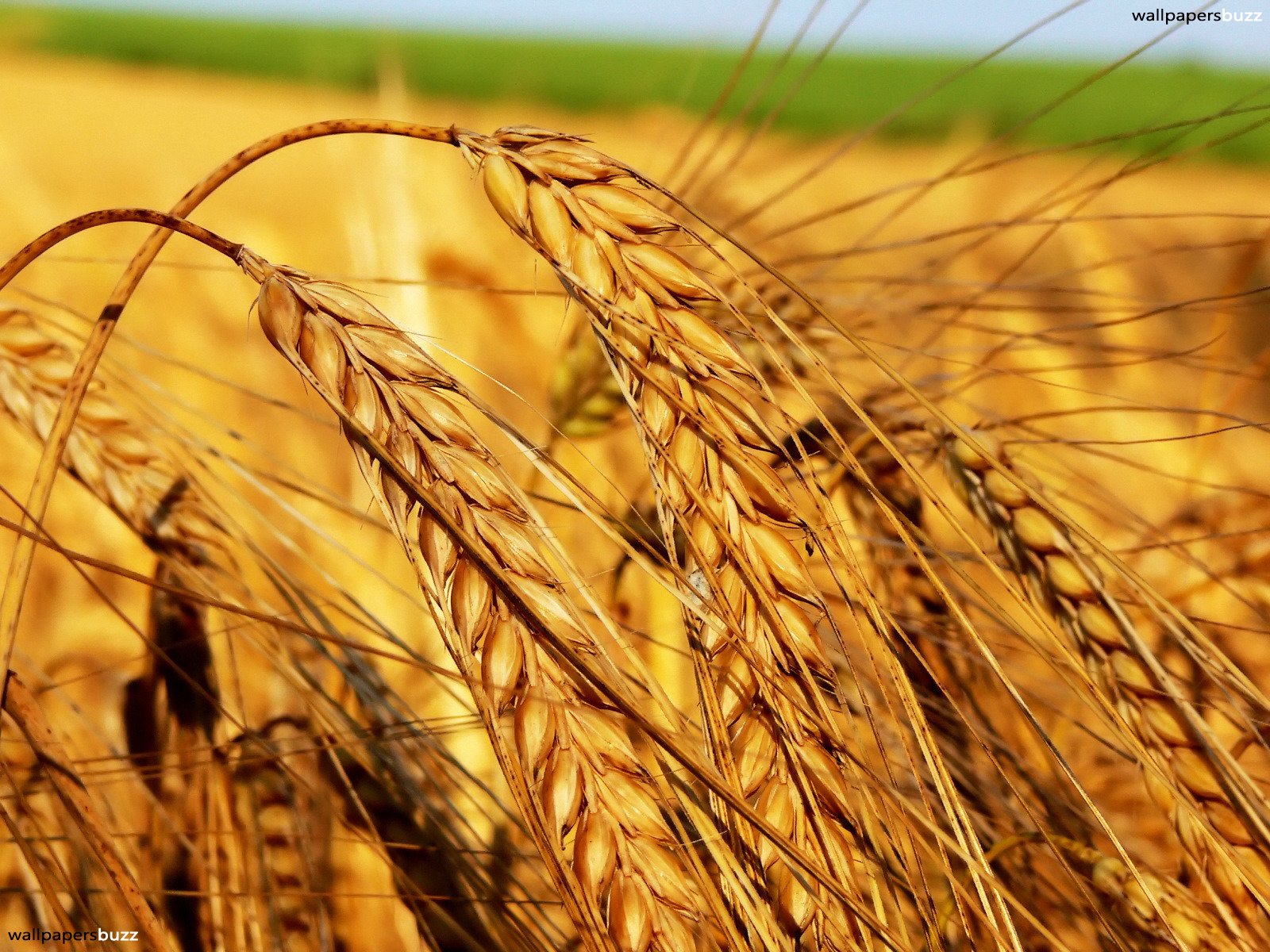 High Resolution Wheat Images Hd - 1600x1200 Wallpaper - teahub.io