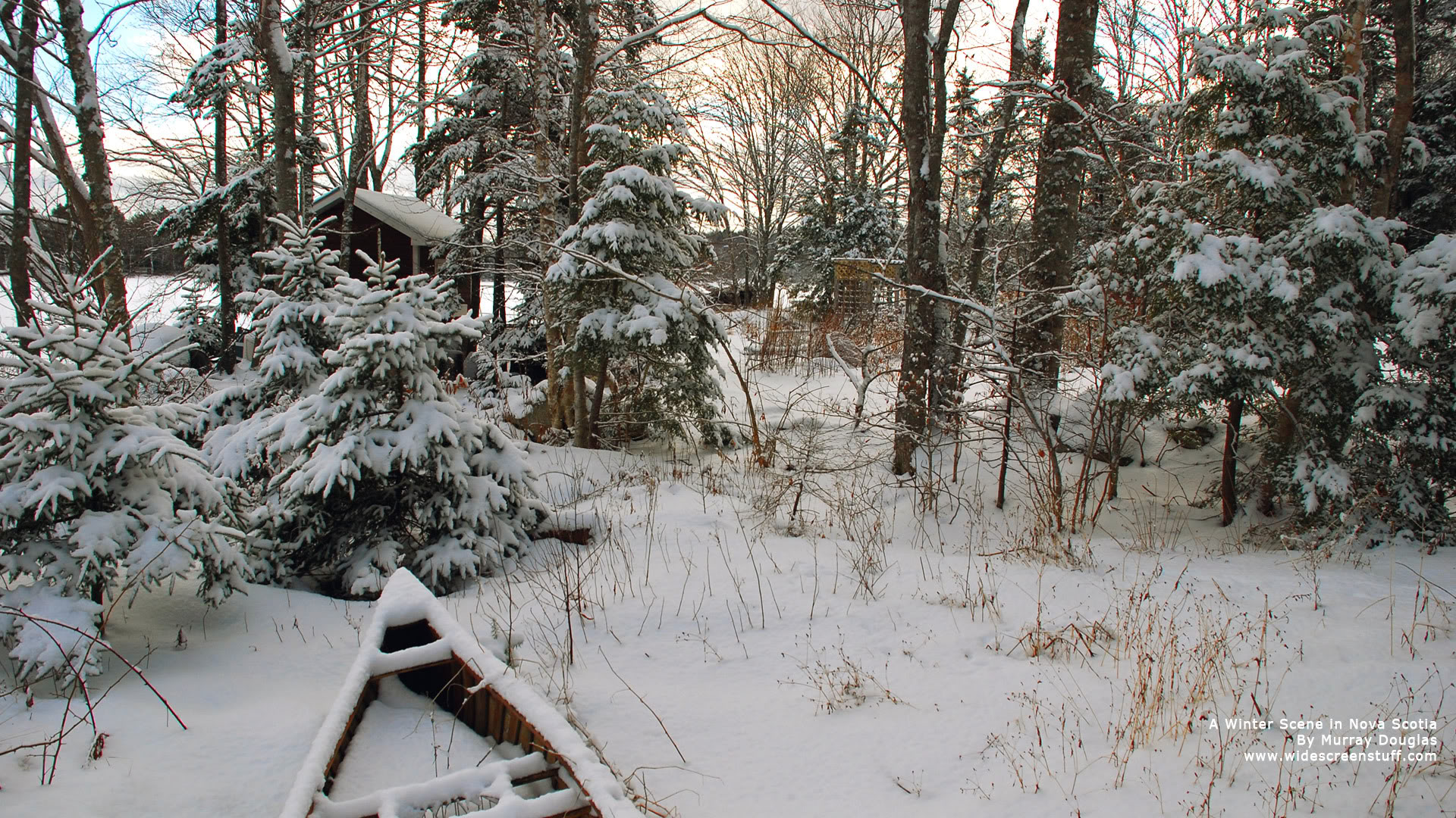 Winter In Jungle - 1920x1080 Wallpaper - teahub.io