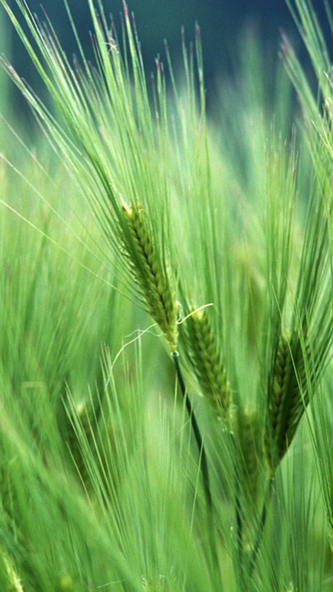 Wheat Green - 1080x1920 Wallpaper - teahub.io