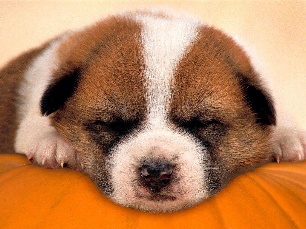 Sleepy Pup - 1024x768 Wallpaper - teahub.io