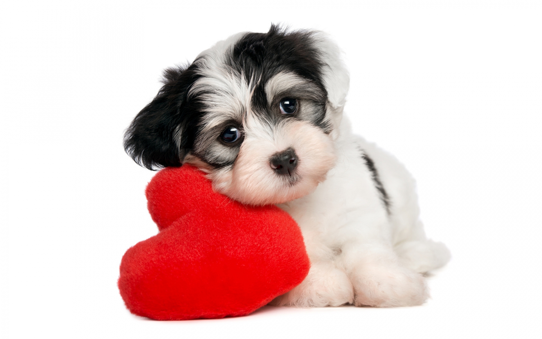 Puppies-143 - Love Puppy - 1800x1125 Wallpaper - teahub.io