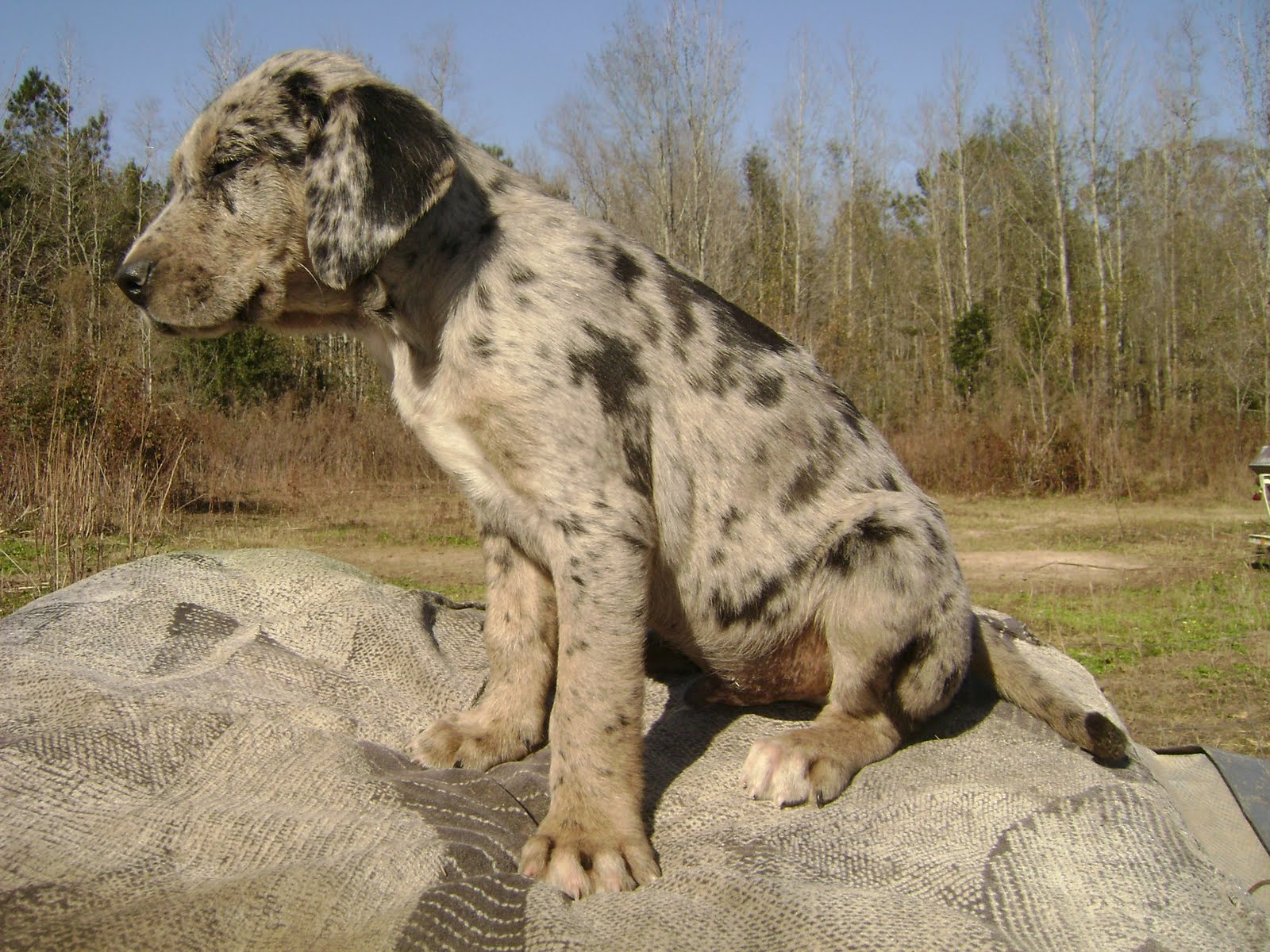 Beautiful Catahoula Dog - 1600x1200 Wallpaper - teahub.io