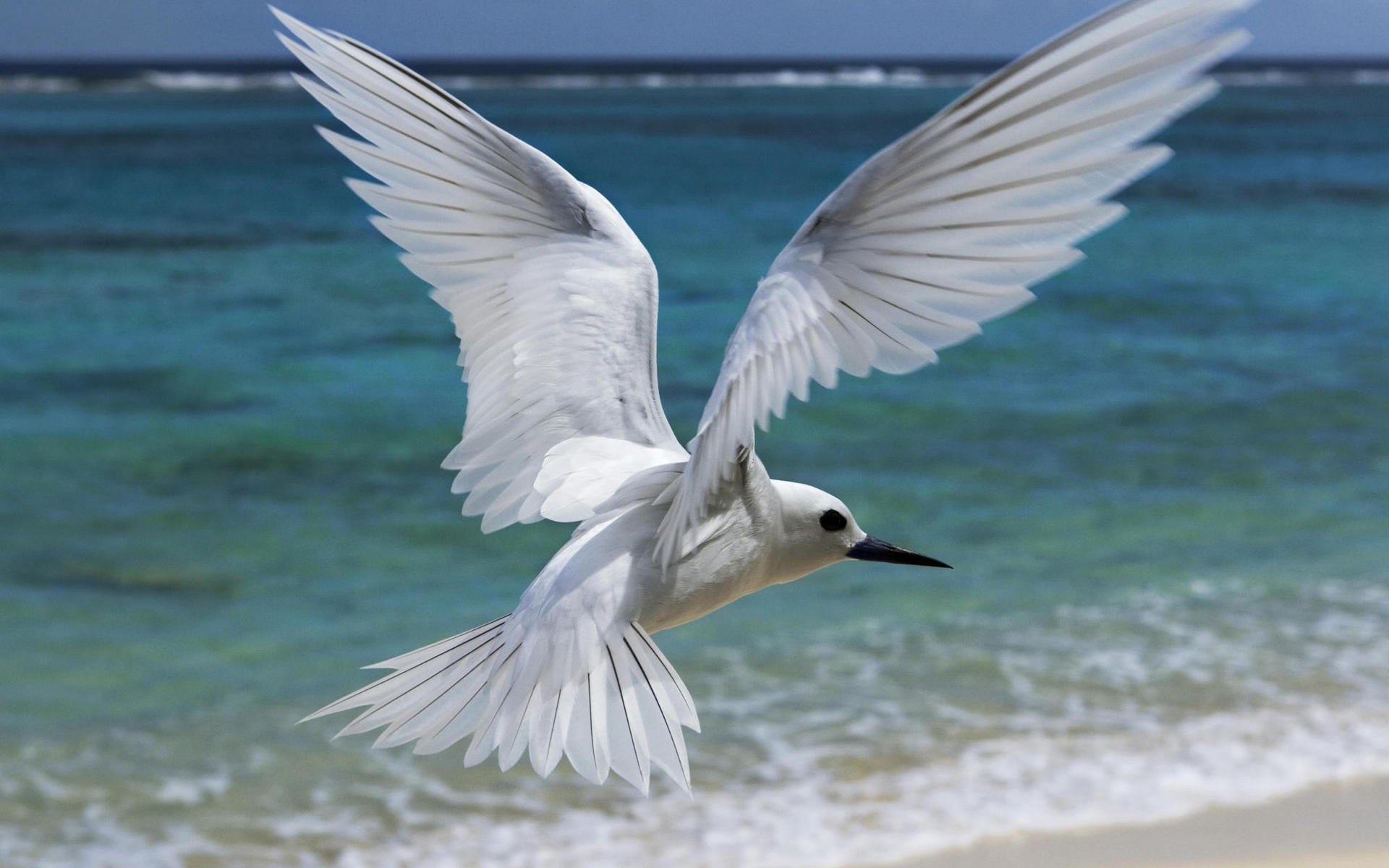 White Fairy Tern - 1920x1200 Wallpaper - teahub.io