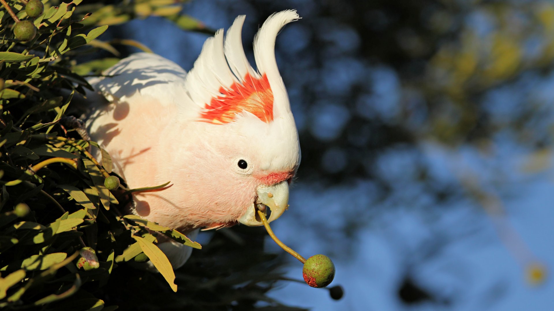 Major Mitchell Cockatoo Feeding - 1920x1080 Wallpaper - teahub.io