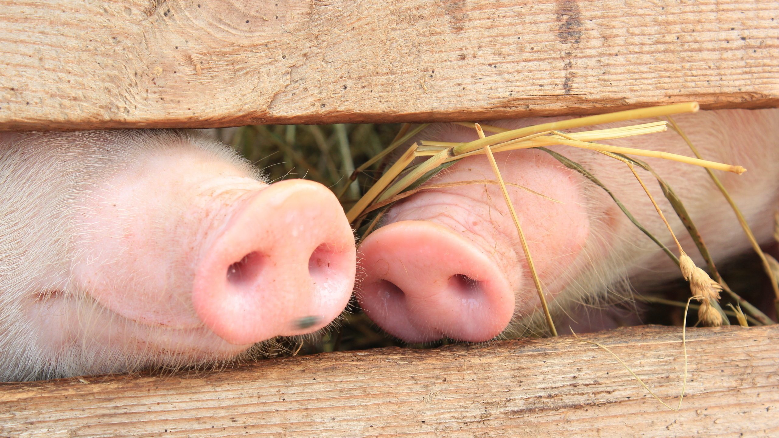 Cute Pig Snout - 2560x1440 Wallpaper - teahub.io