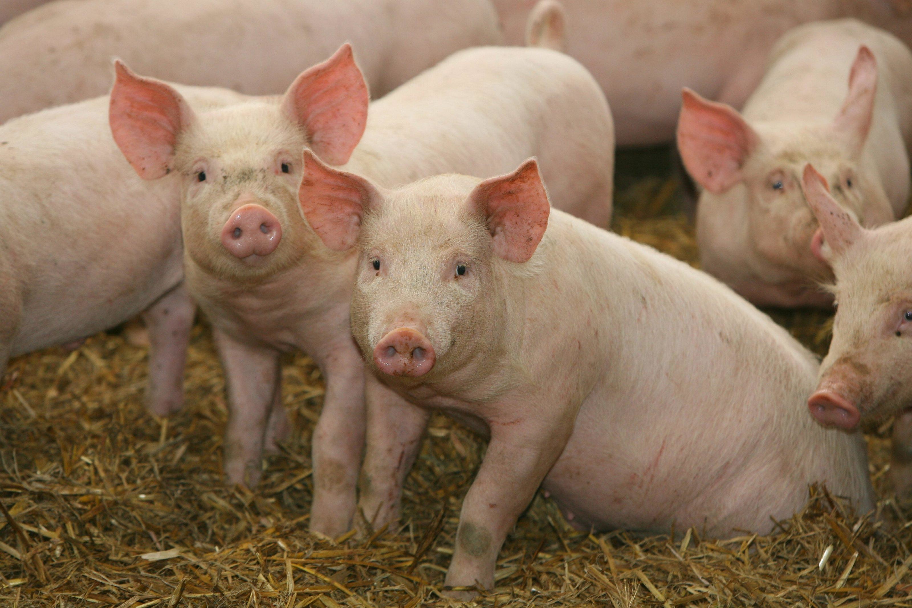 Farm Pigs - Farm Pig - 3200x2133 Wallpaper - teahub.io