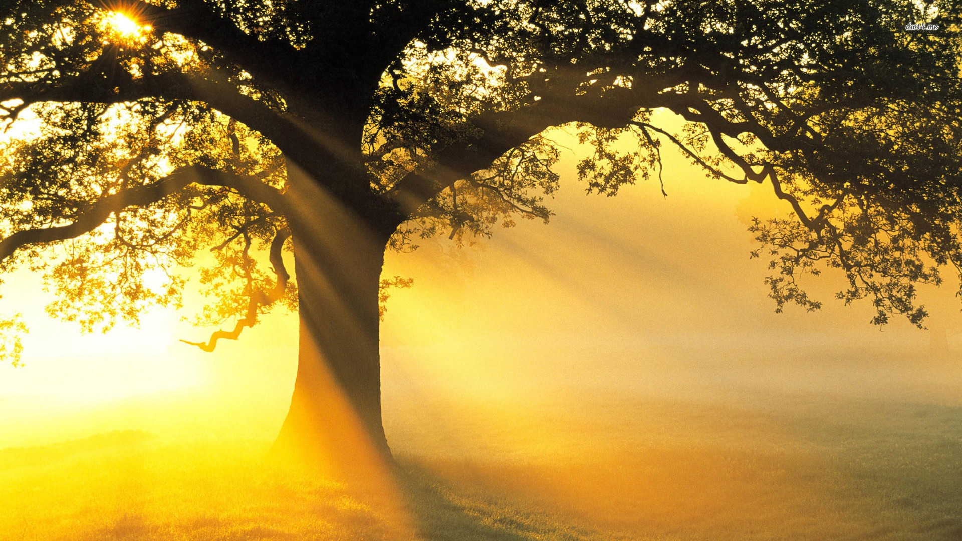 From One Tree To Another - Background Images In Hd Quality - 1920x1080 ...