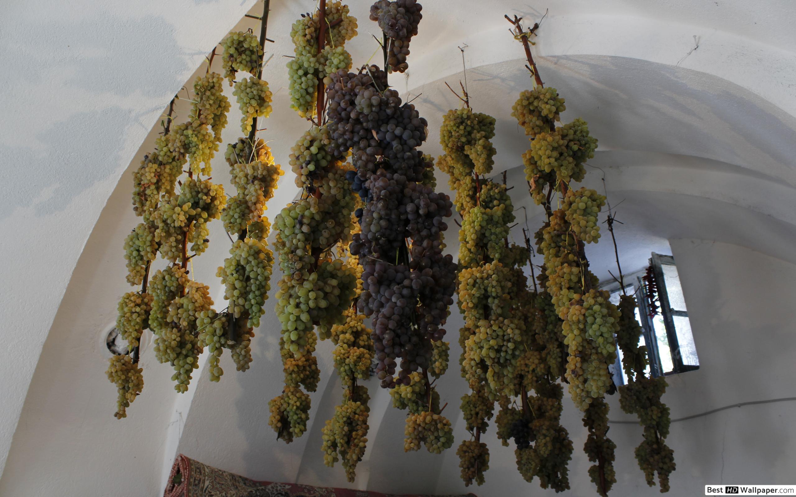 Shortleaf Black Spruce - 2560x1600 Wallpaper - teahub.io